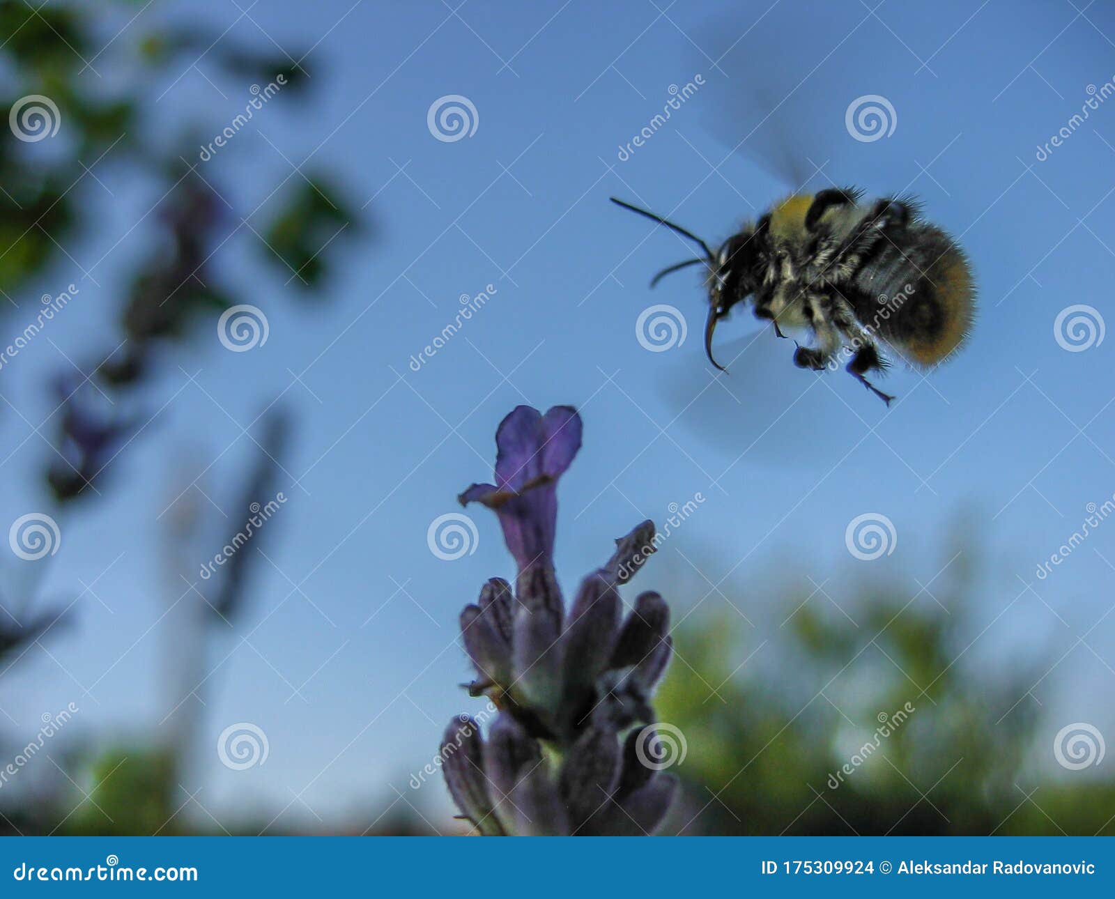 Motion Blur of Bumblebee in Flight Stock Photo - Image of floral ...