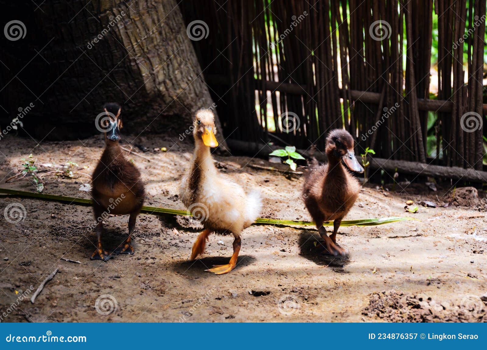 Motion Blur or Low Shutter Shots of Ducks Approaching Towards the ...