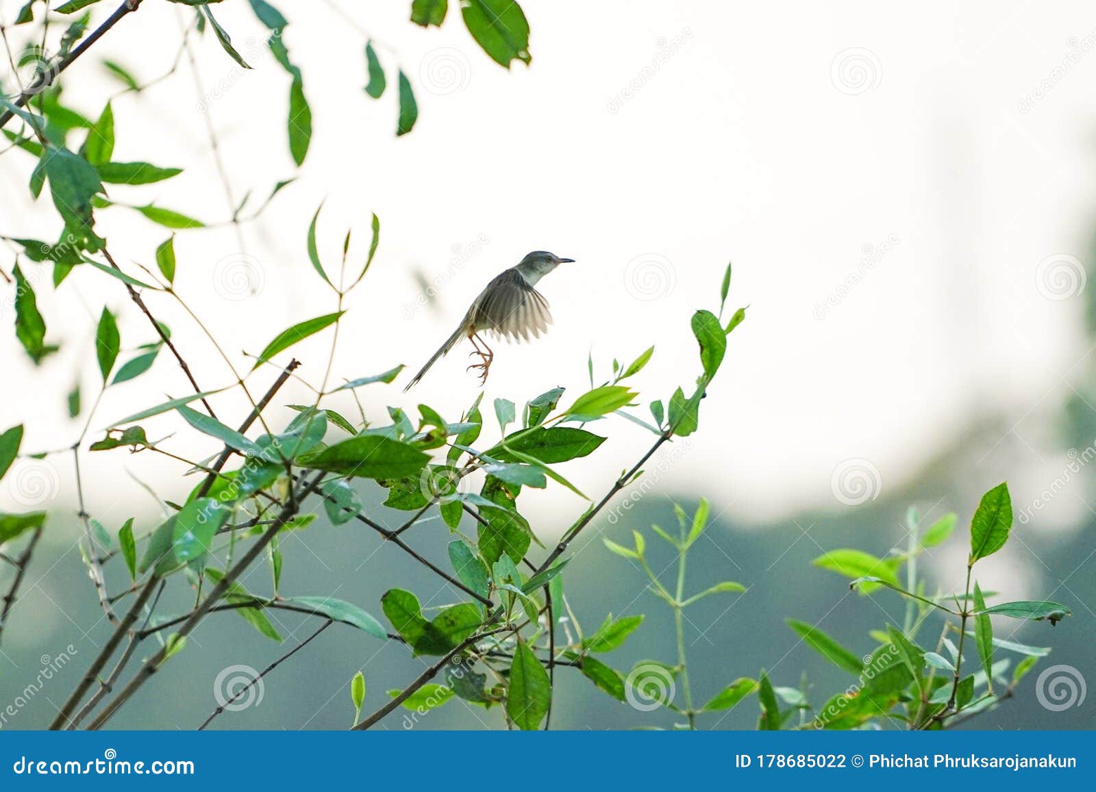 Motion Blurred Little Bird Flying from the Branches of Tree with Clear ...