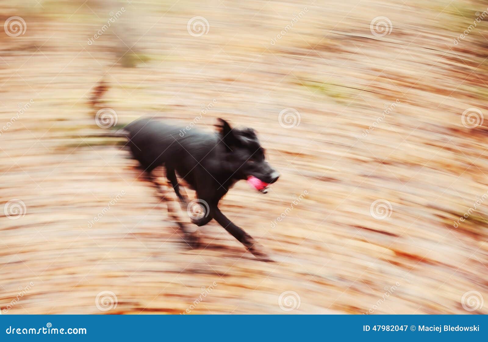 Motion Blurred Running Dog in Autumnal Park Stock Image - Image of wild ...