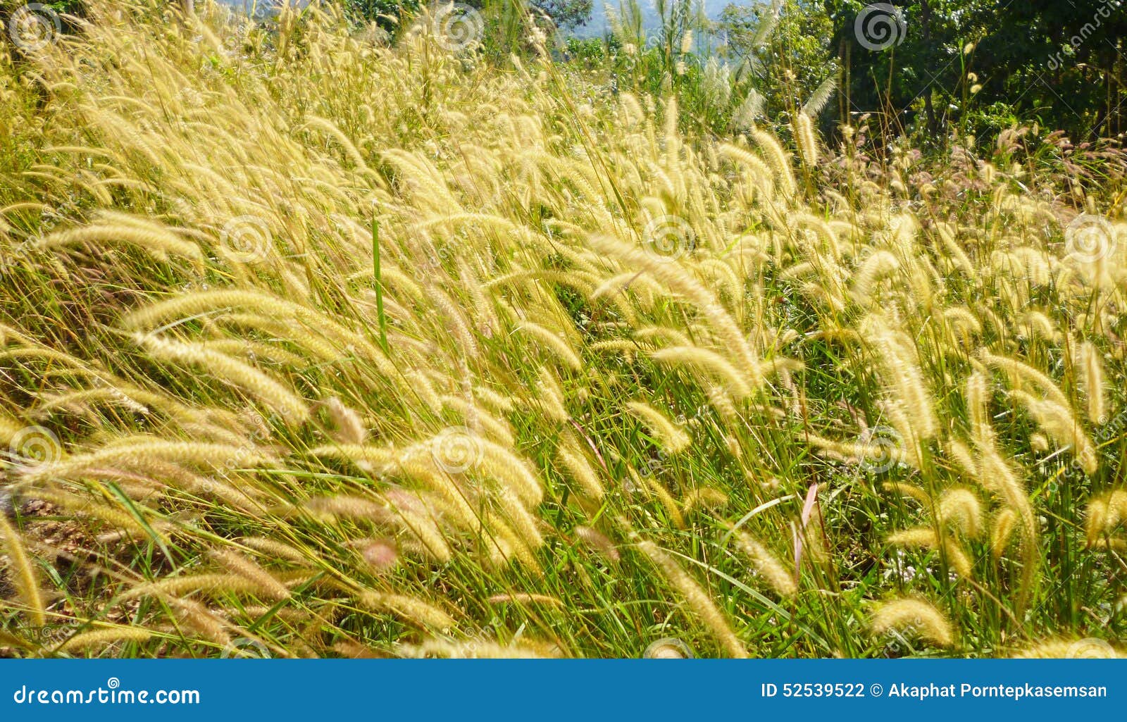 Motion Grass Flowering Blowing in the Wind Stock Photo - Image of ...
