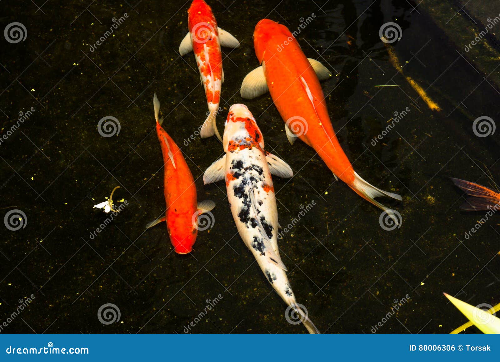 Motion Koi fish stock photo. Image of pose, japanese - 80006306