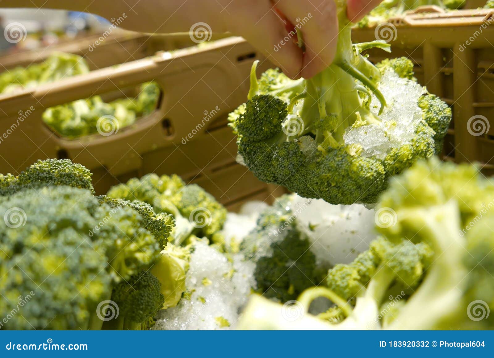 Motion of Woman`s Hand Picking Broccoli Inside Superstore Stock Photo ...