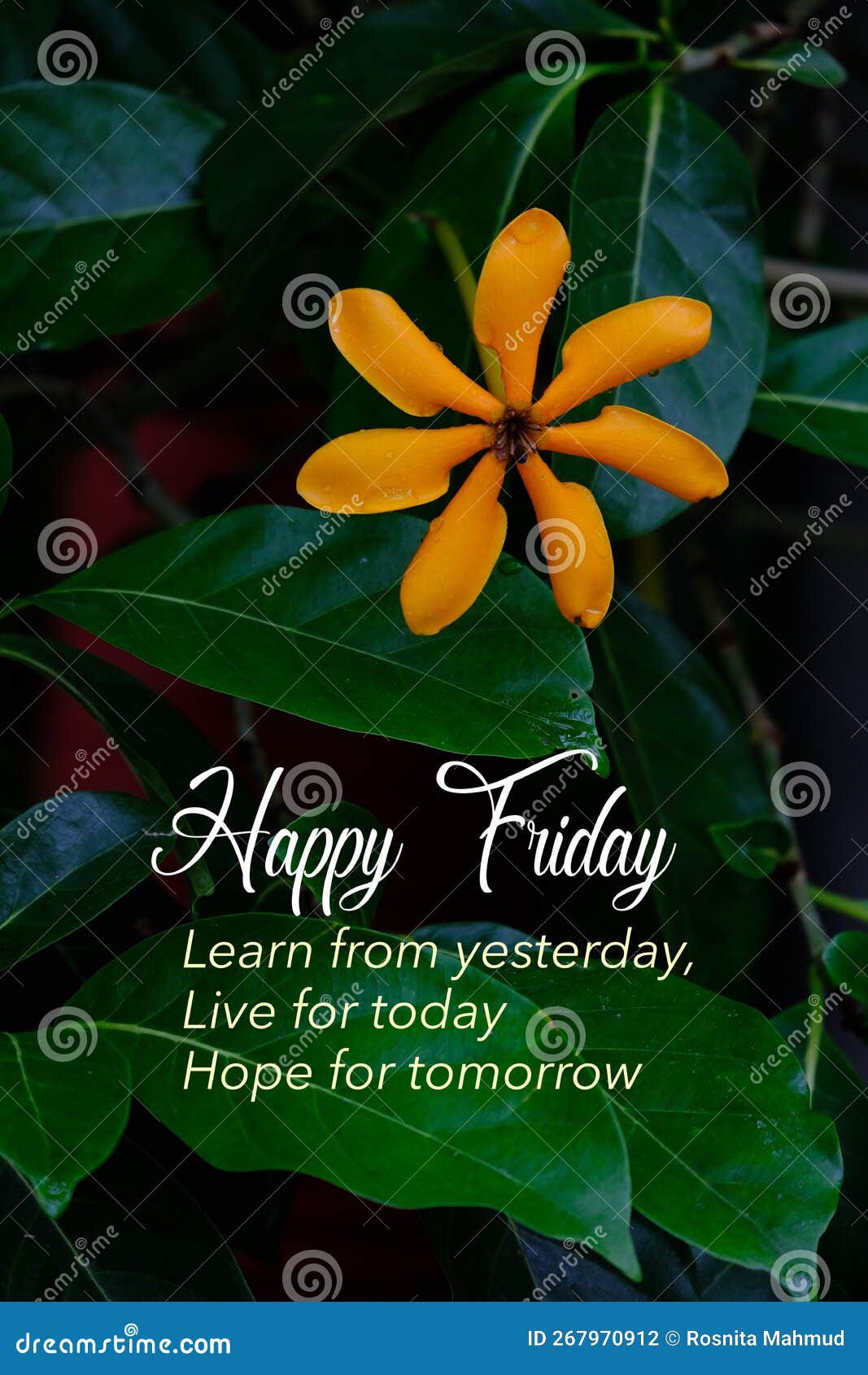 Motivational Quote about Life with Nature Background Stock Photo ...