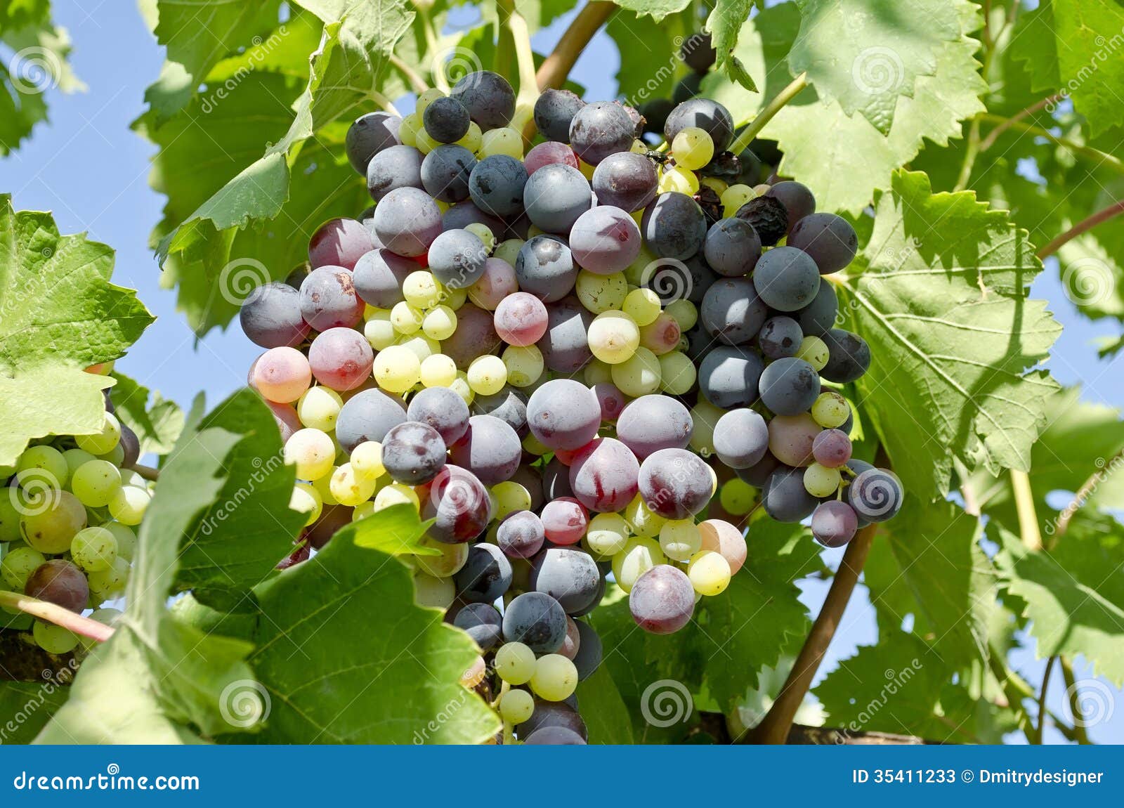 Motley bunch of grapes stock image. Image of harvest - 35411233