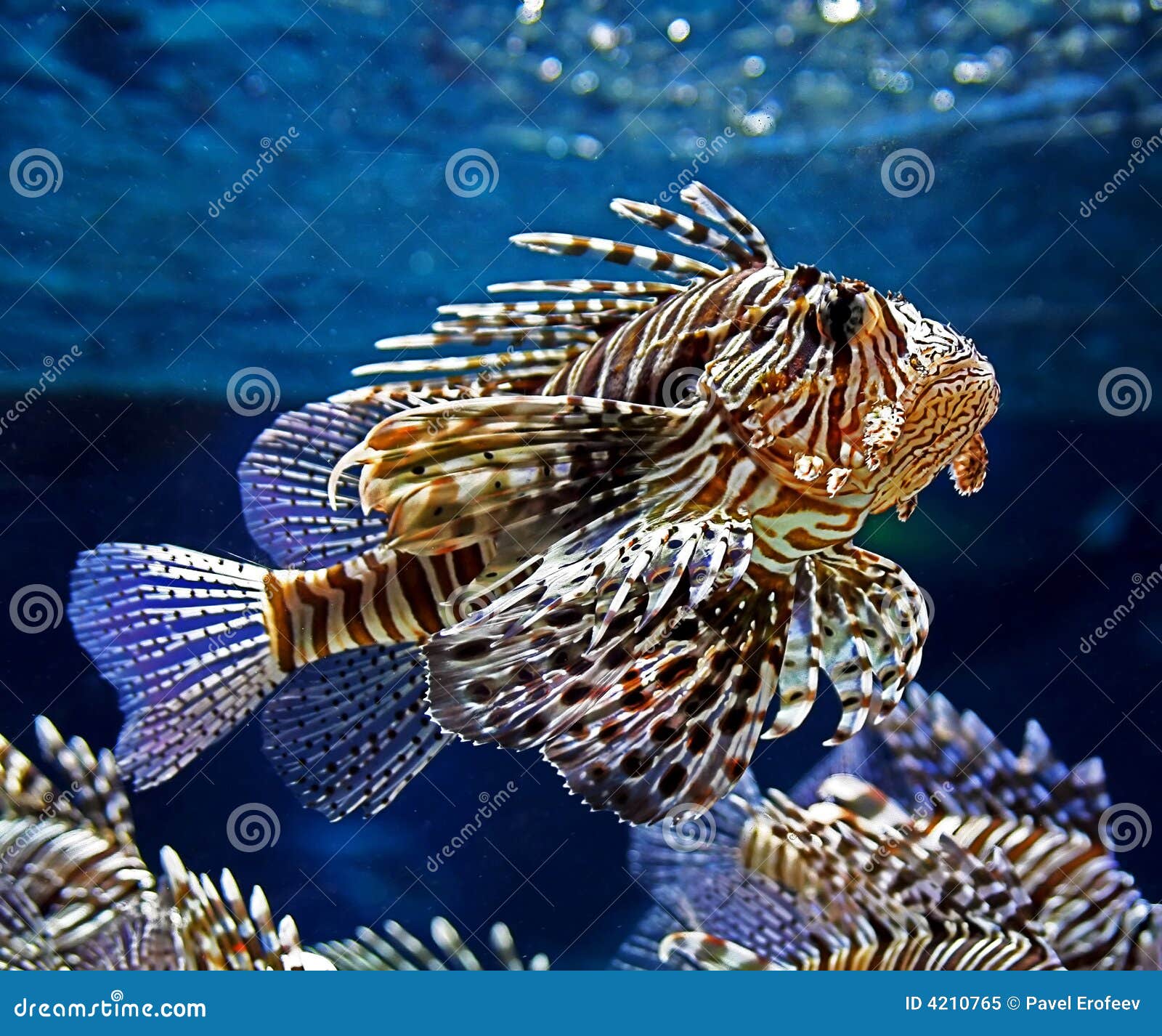Motley fish stock image. Image of nature, beach, nautical - 4210765