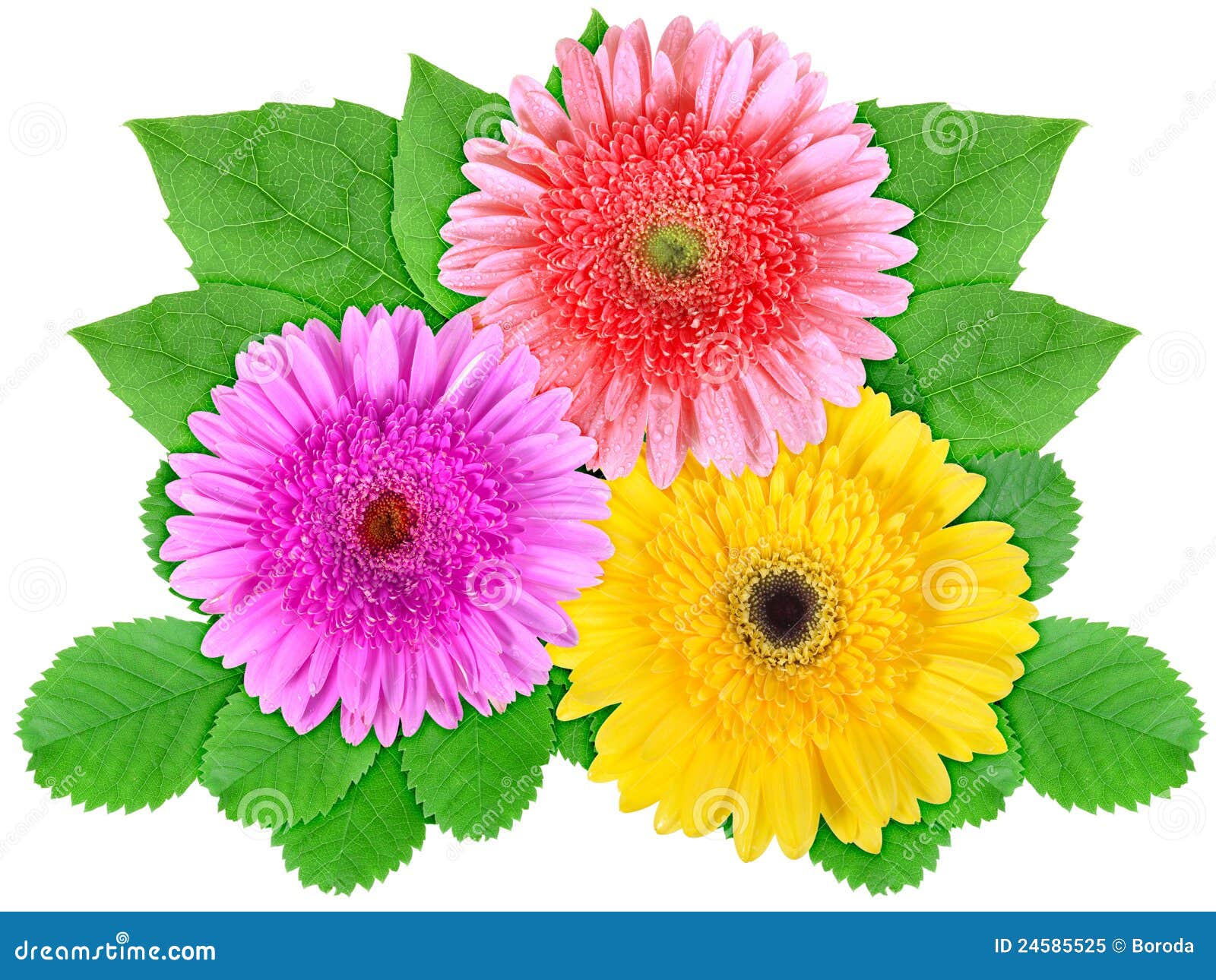 Motley Flowers with Green Leaf Stock Image - Image of leaves, design ...