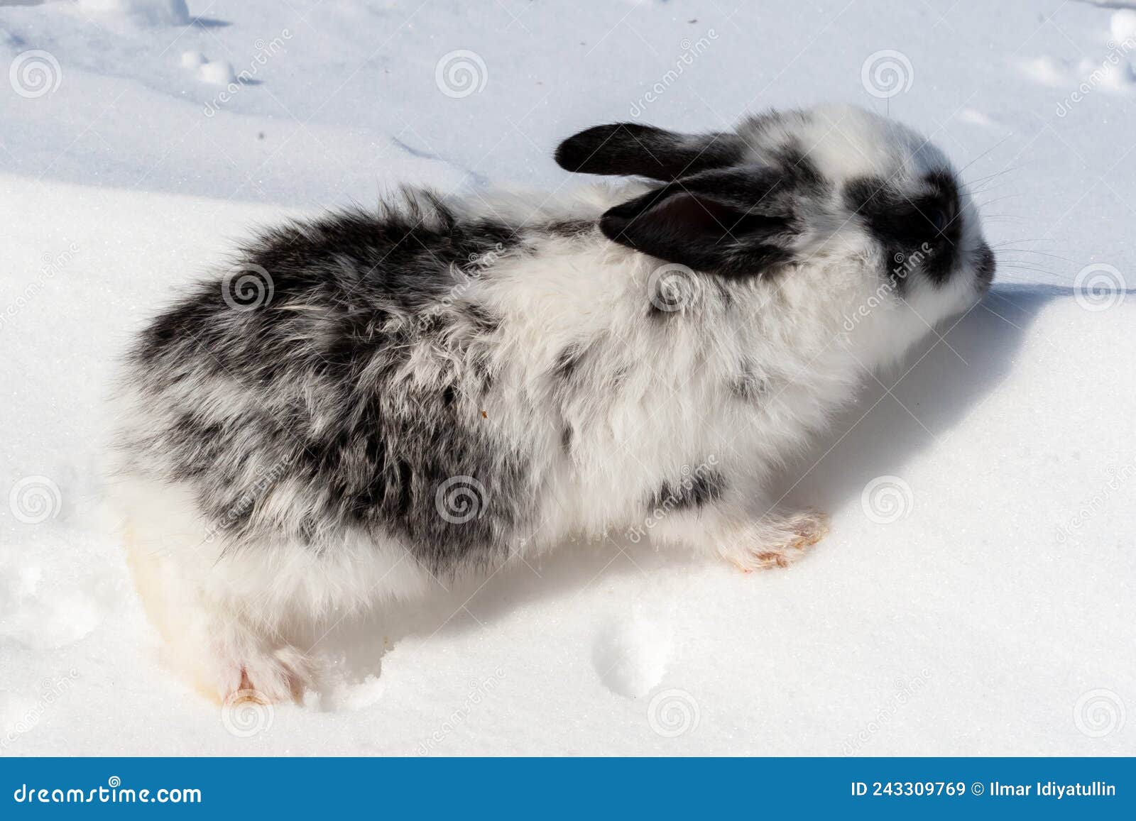 A Motley Little Rabbit is Studying the Snow. 29 Day Old Rabbits Stock ...