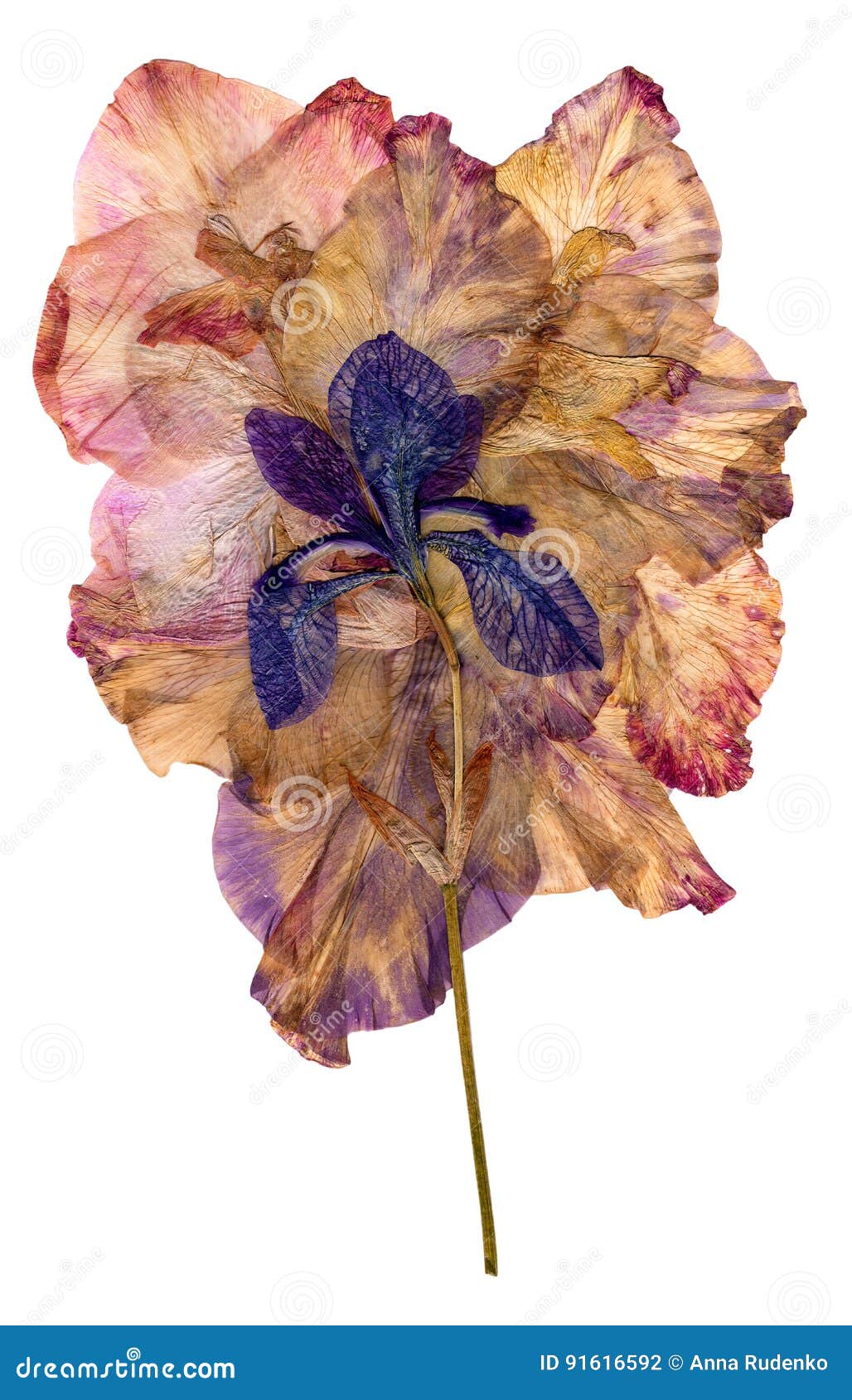 Multicolored Applique of Dried Pressed Iris Flowers Stock Illustration ...