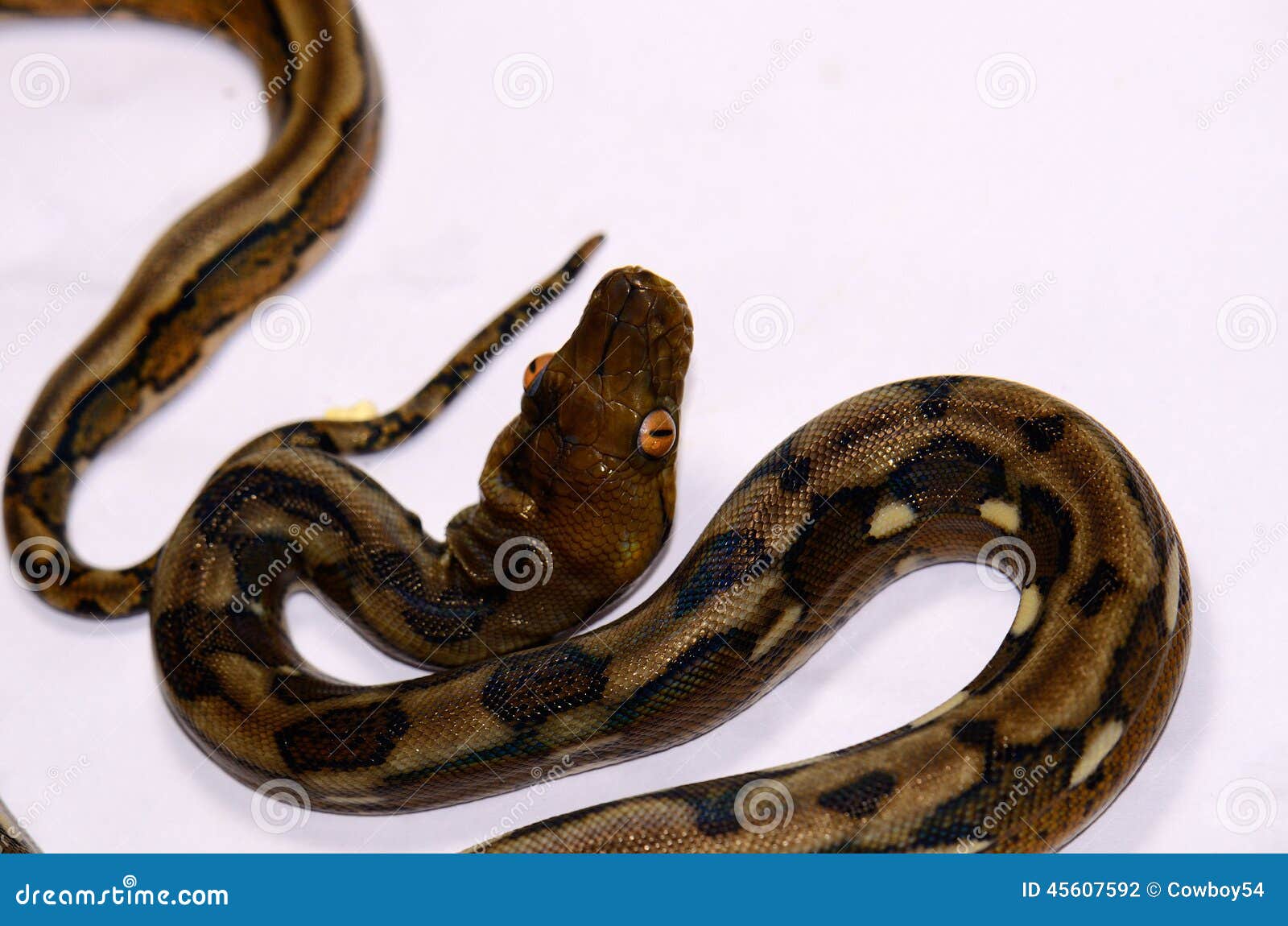 Motley Mutation Reticulated Python (Python Reticulatus) Stock Photo ...