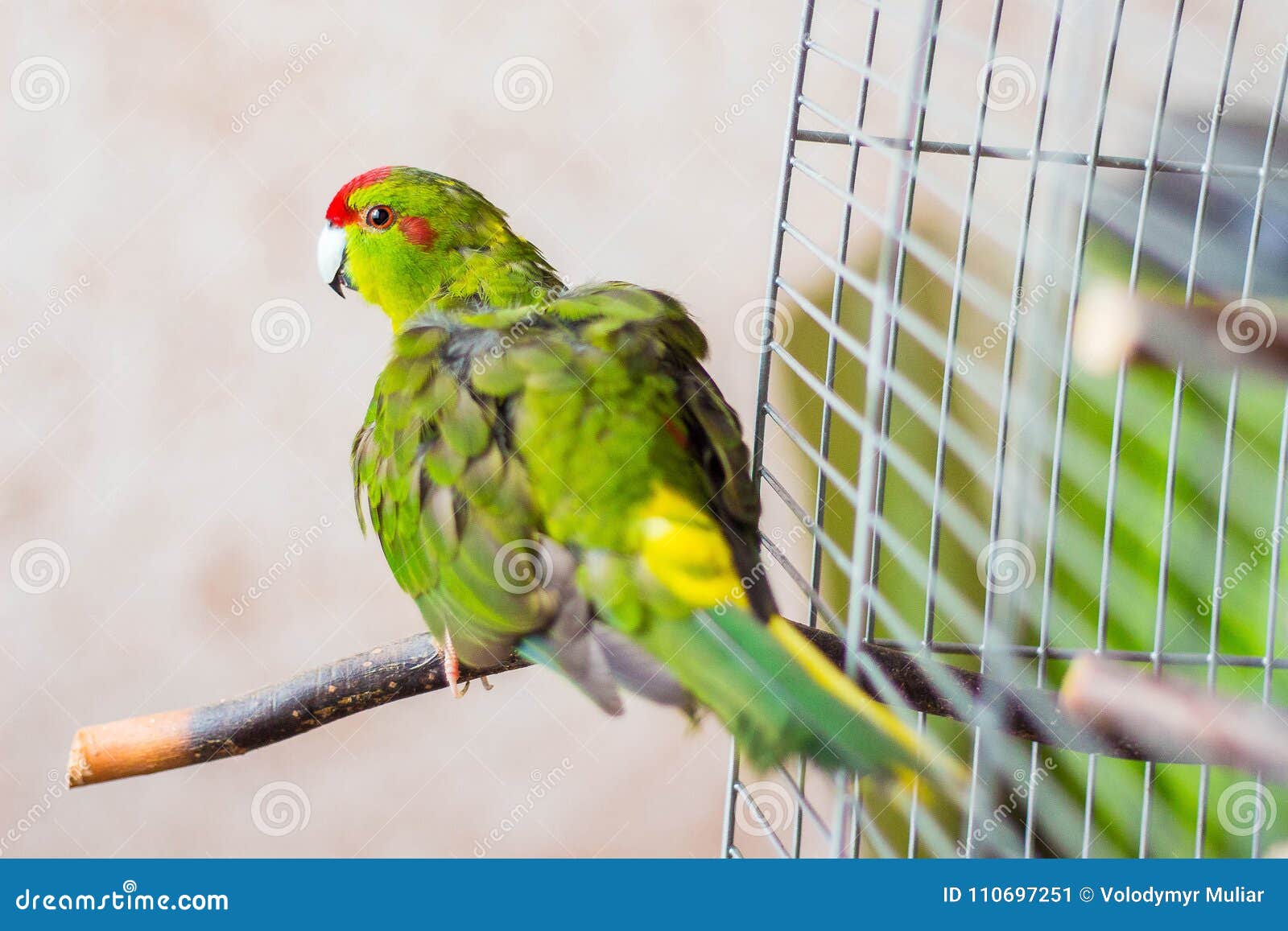 Motley Parrot Flew Out of the Cage and Enjoys Freedom_ Stock Image ...