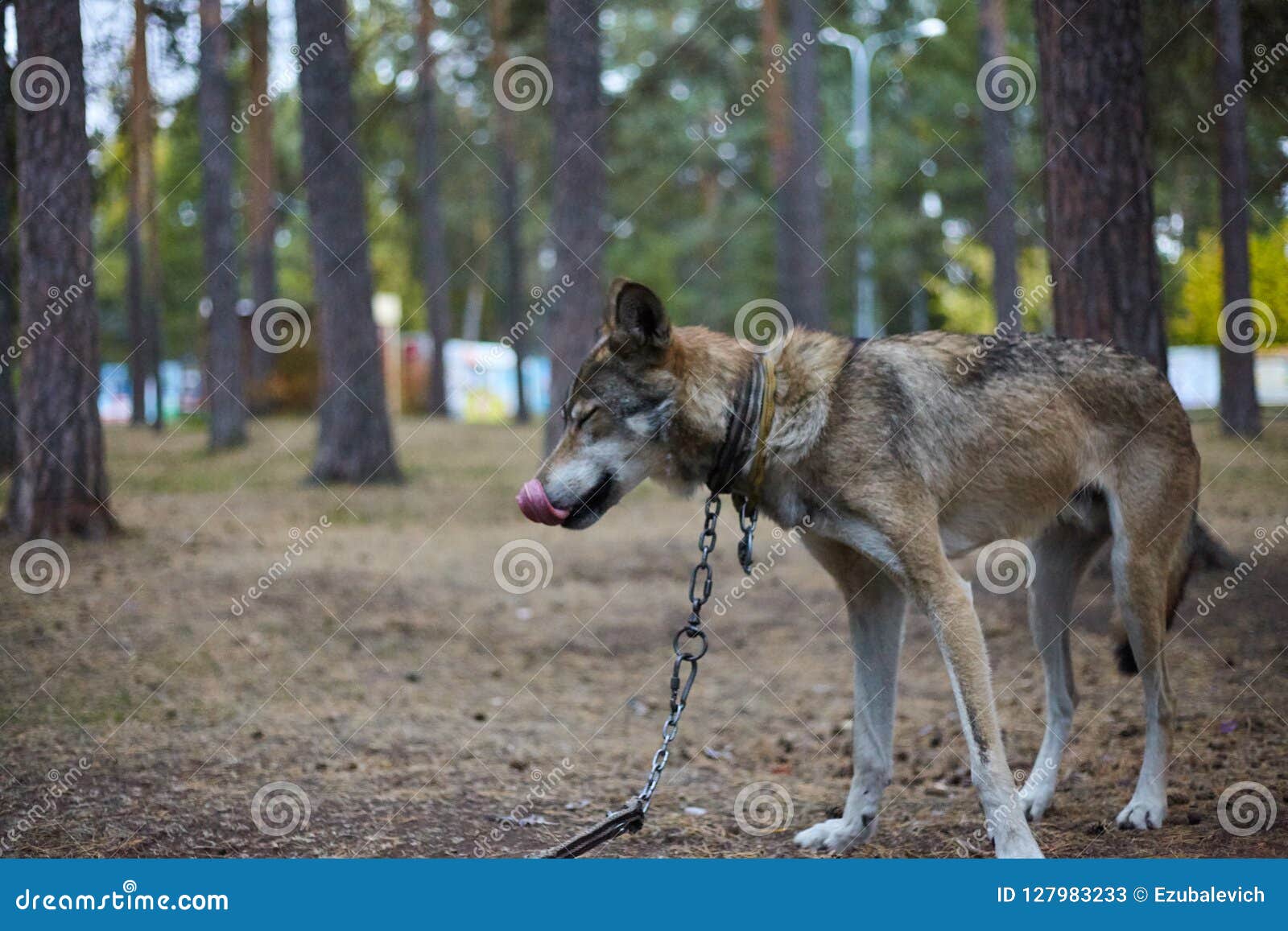 Motley Skinny Wolf on a Chain in the Park. Stock Image - Image of ...