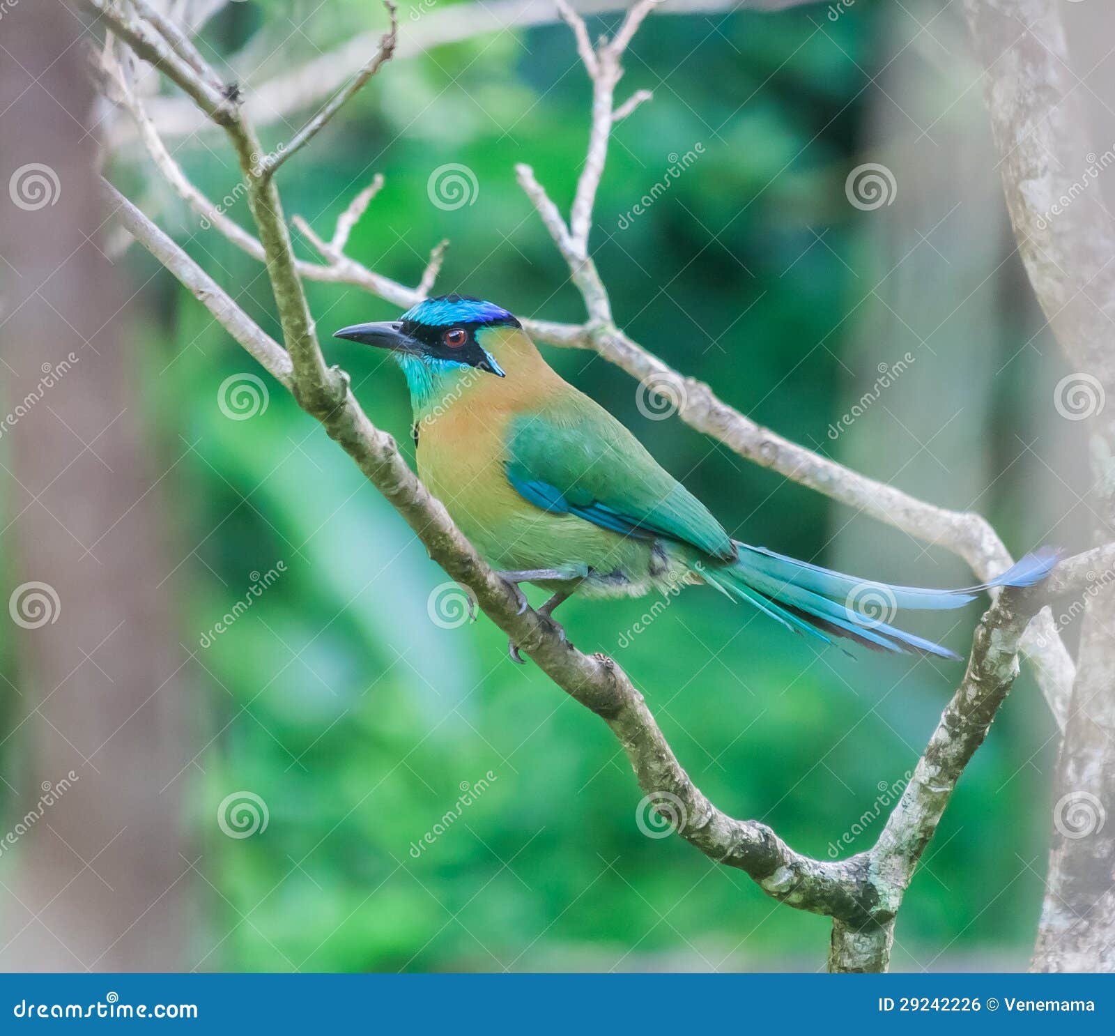 Motmot stock photo. Image of green, tree, branch, colourful - 29242226