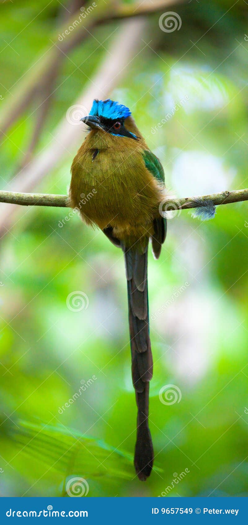 Motmot bird stock image. Image of single, green, momotus - 9657549