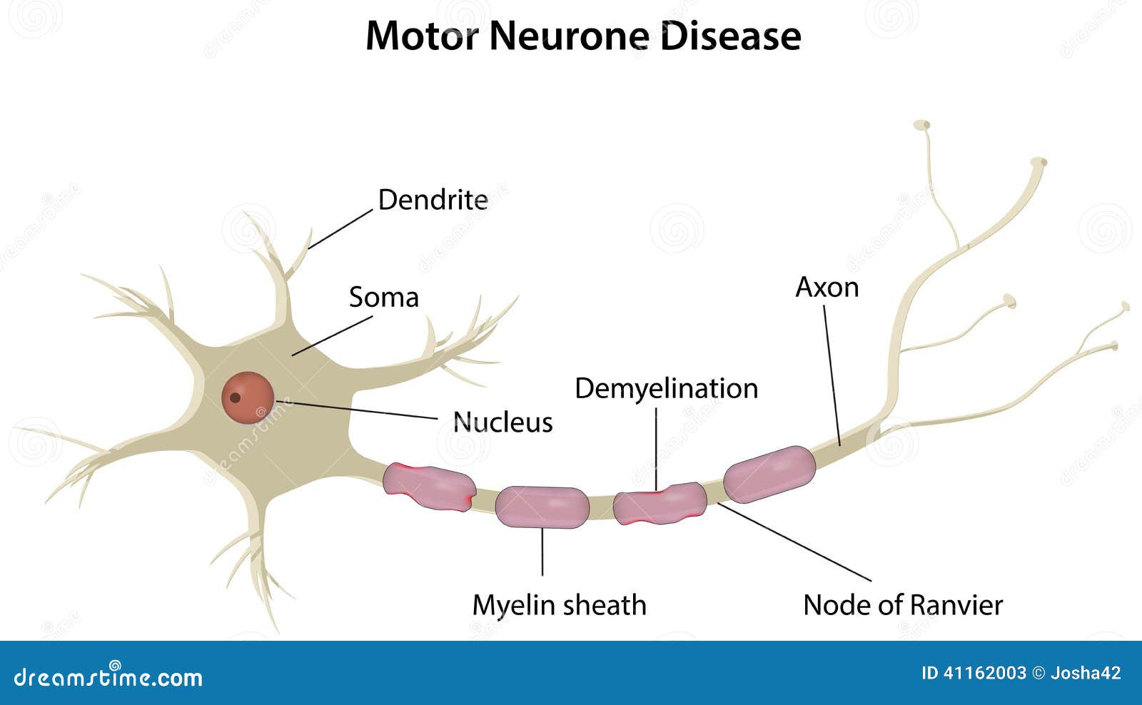 Motoneurone stock vector. Illustration of motoneurone - 41162003