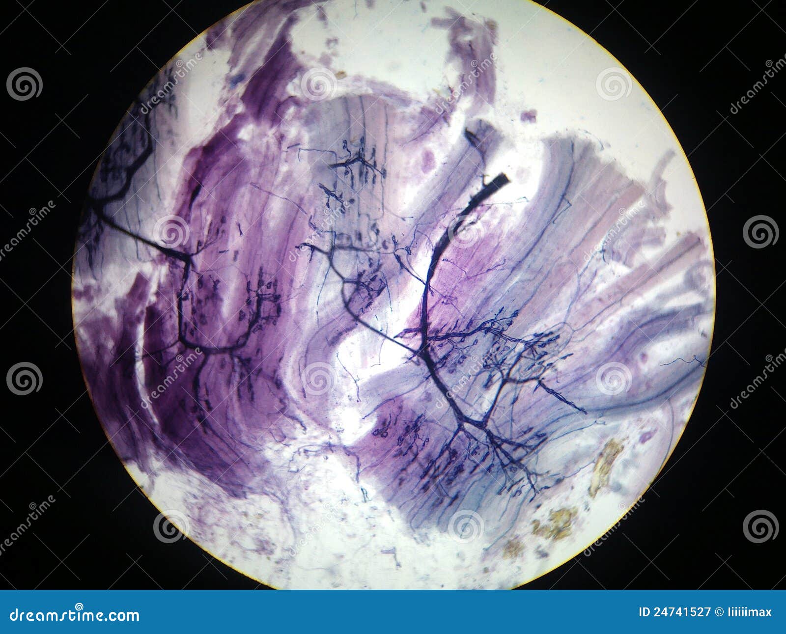 Motor nerve endings stock image. Image of science, neurophysiology ...