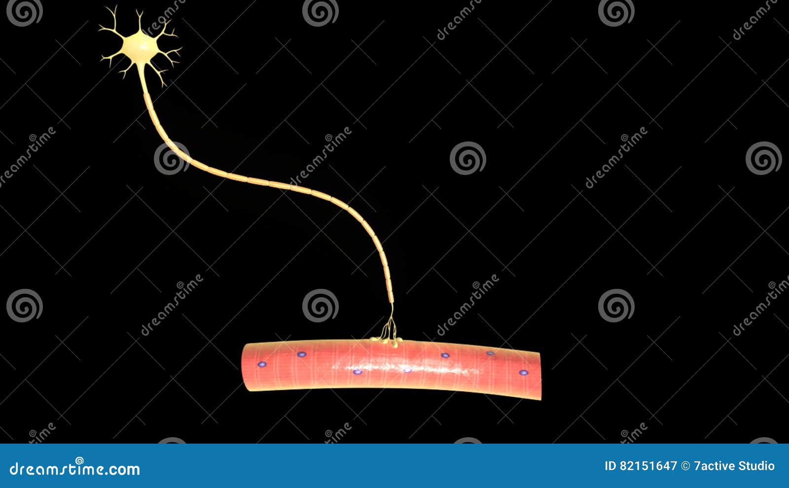 Motoneuron Cartoons, Illustrations & Vector Stock Images - 44 Pictures ...