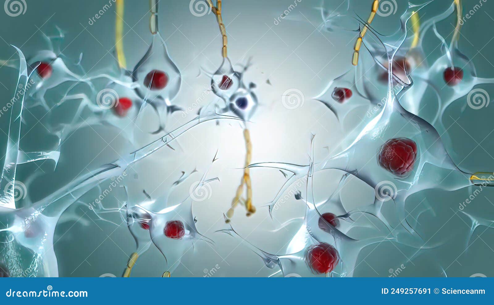 Motor Neuron and Muscle Relationships Stock Illustration - Illustration ...