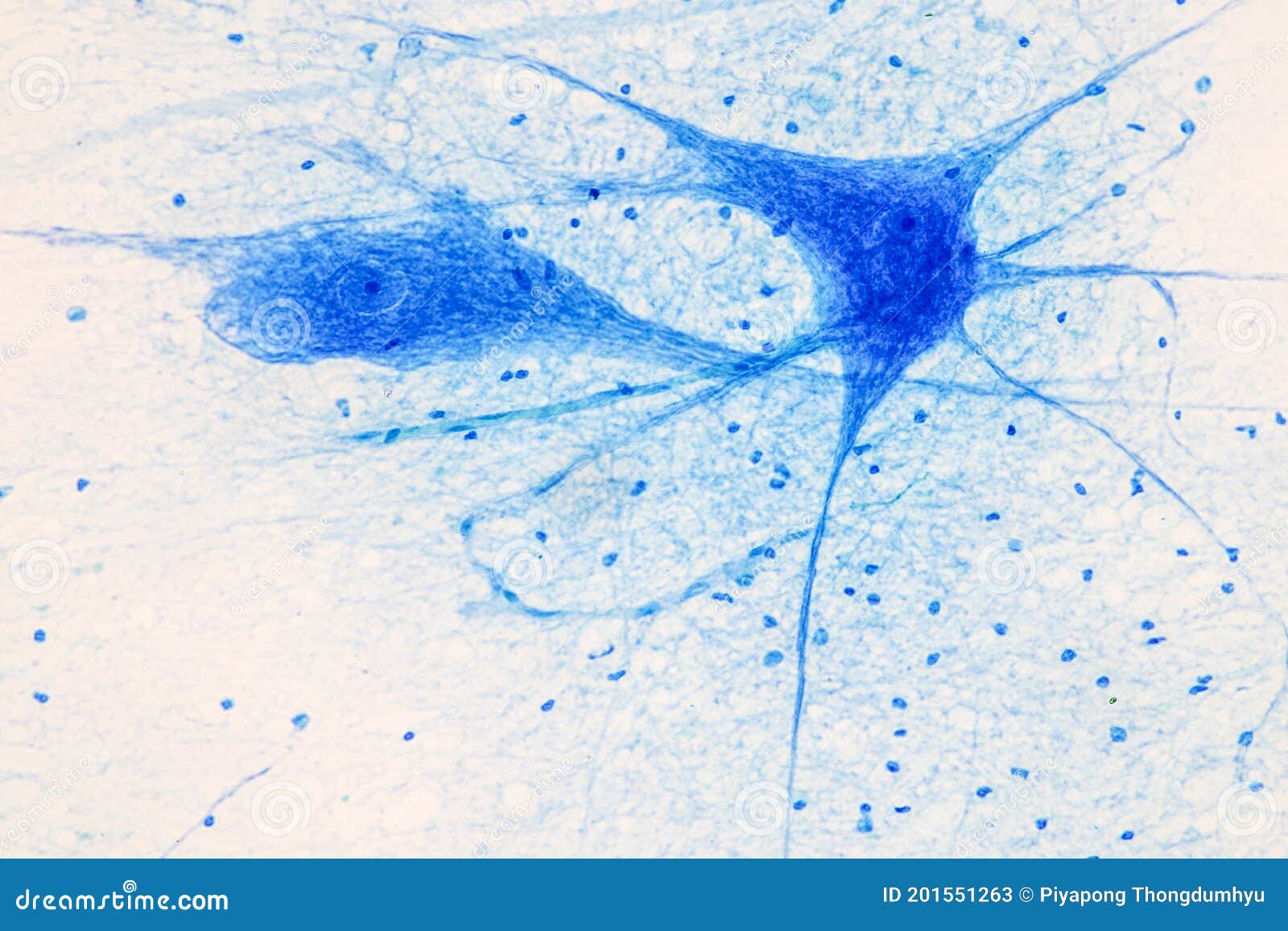 Motor Neuron Microscope
