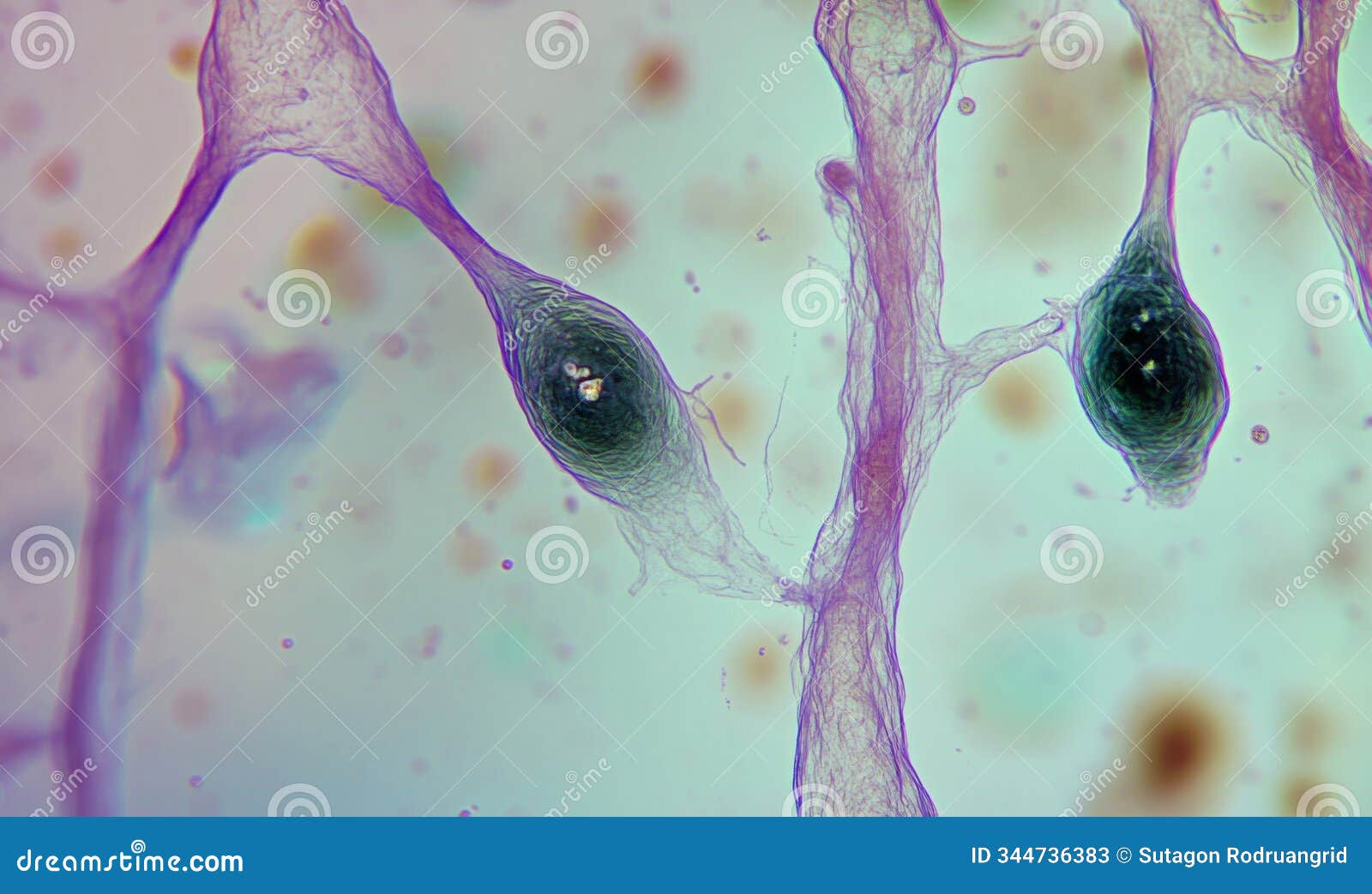 Motor Neuron Under the Microscope in Lab Stock Illustration ...