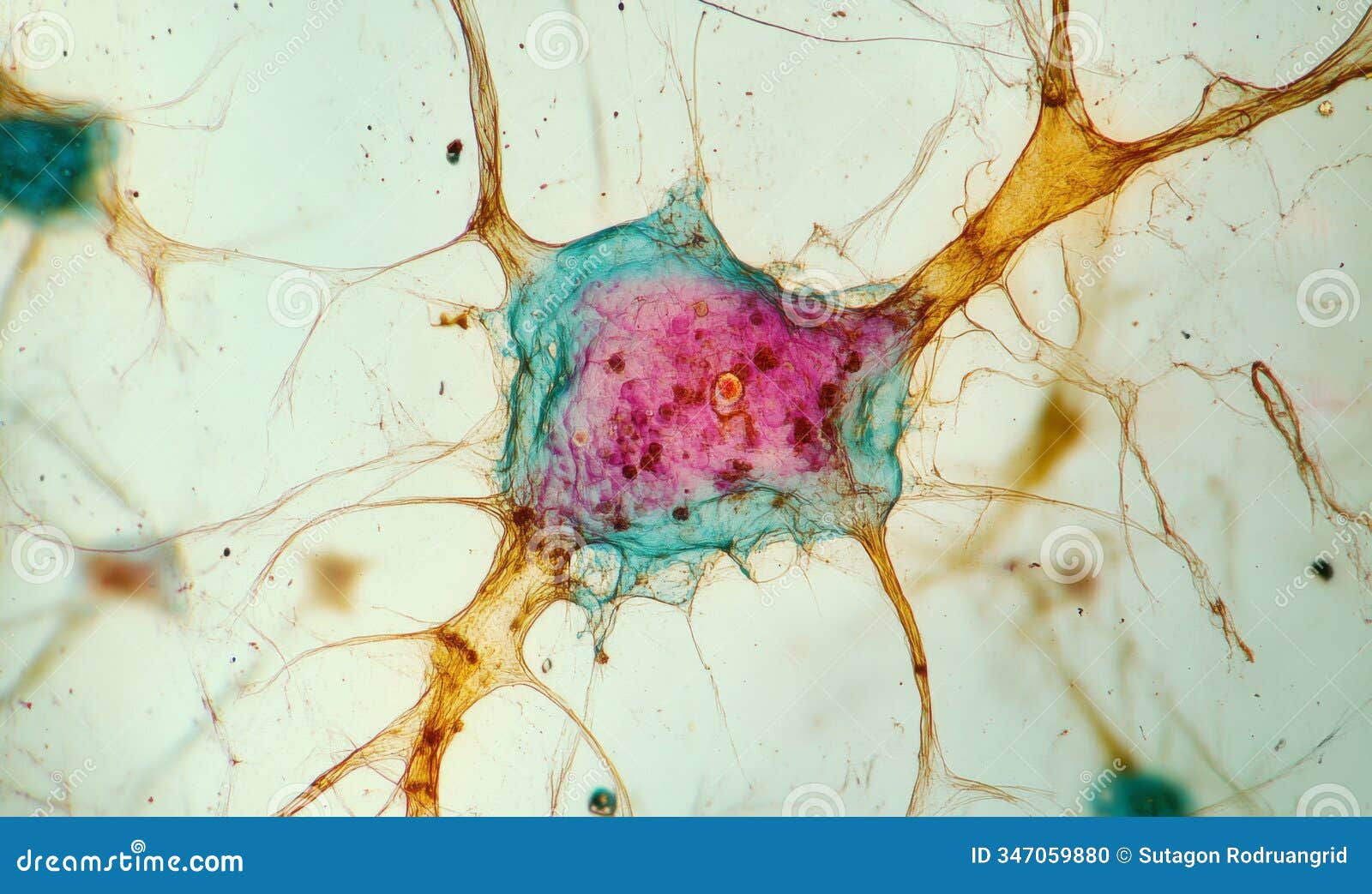 Motor Neuron Under the Microscope in Lab Stock Illustration ...