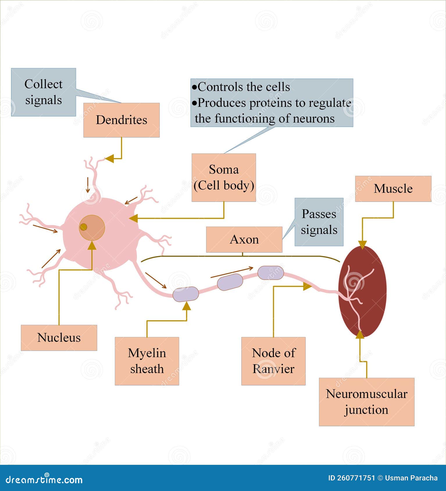 Motor Neurons are Attached To Muscles Stock Image - Image of morphology ...