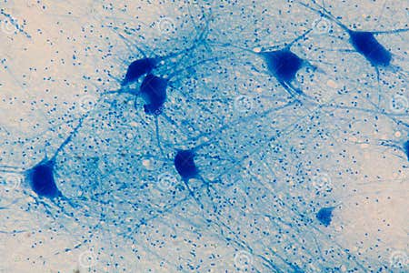 Motor Neurons Under the Microscope Stock Image - Image of microscopic ...