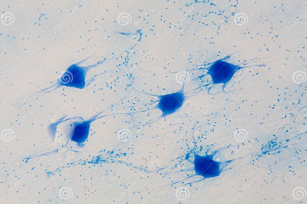 Motor Neurons Under the Microscope Stock Photo - Image of magnification ...