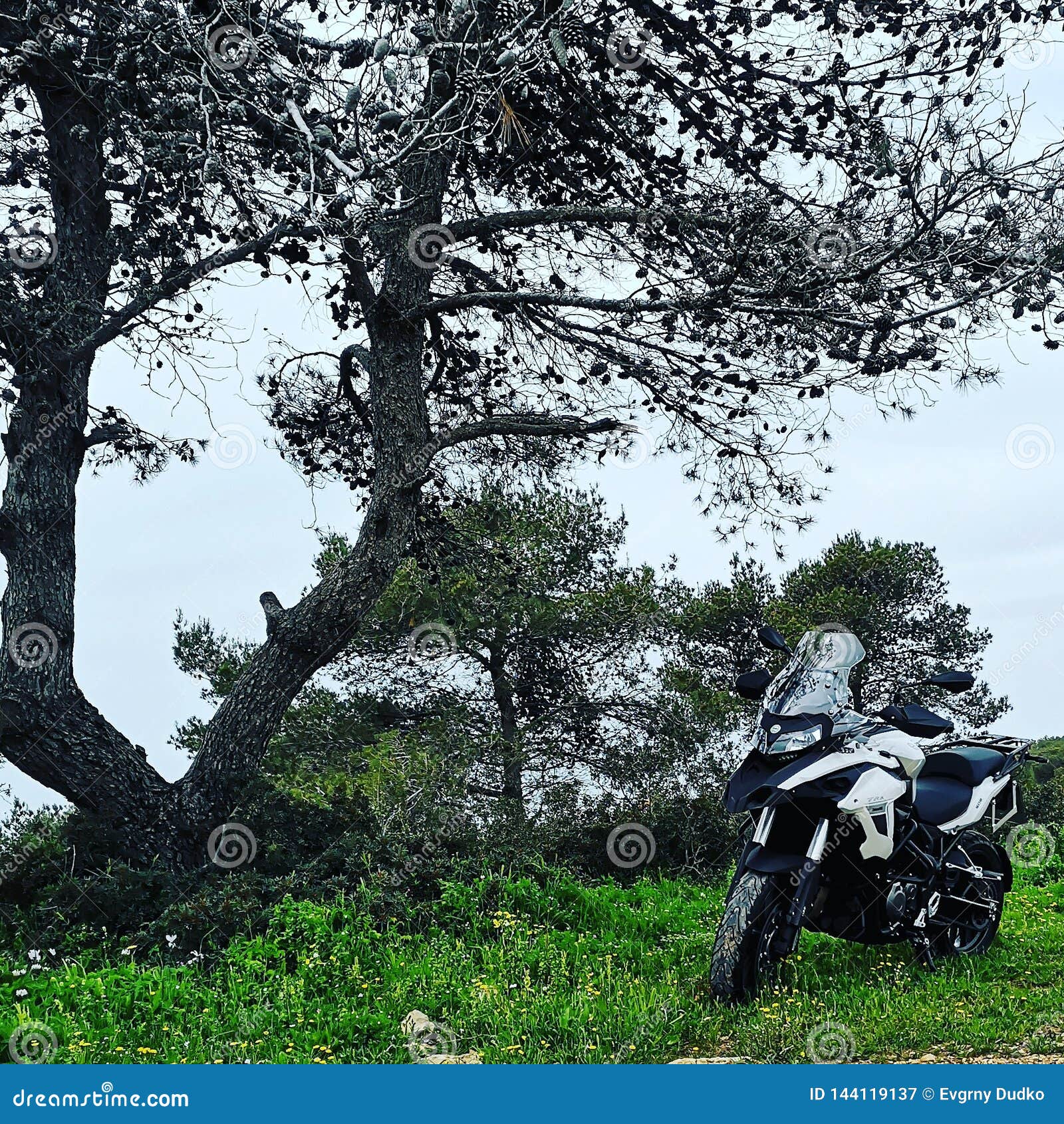 Motorcycle stock image. Image of tree, motorcycle, nature - 144119137