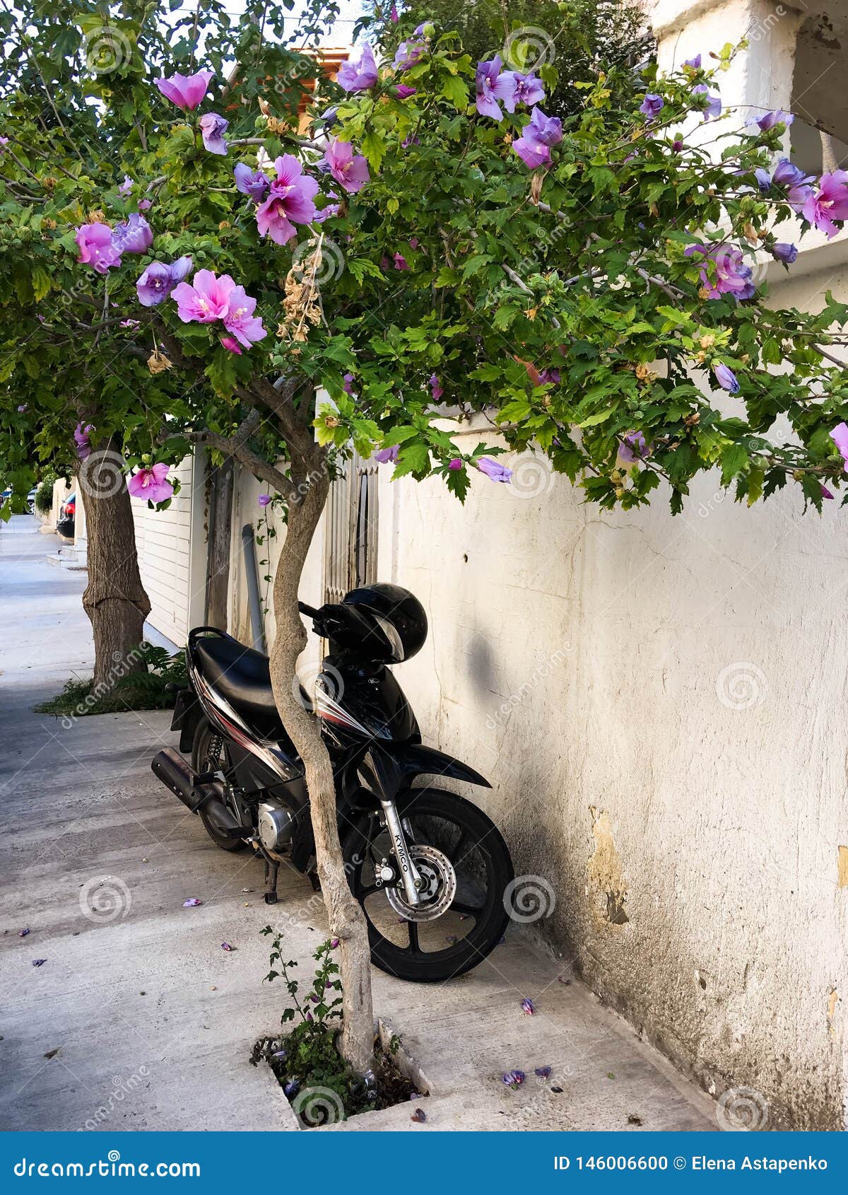 Motorcycle Under the Flowering Tree Stock Photo - Image of flower ...