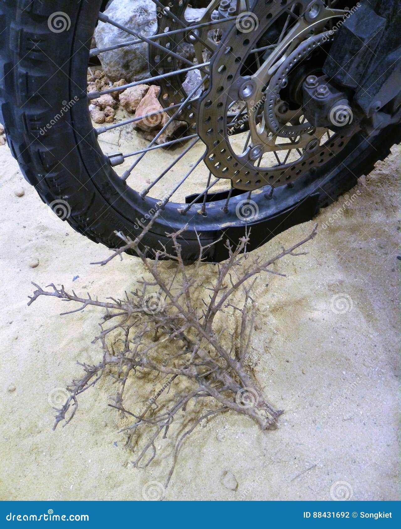 Motorcycle Wheel in the Desert Stock Photo - Image of nature, branch ...