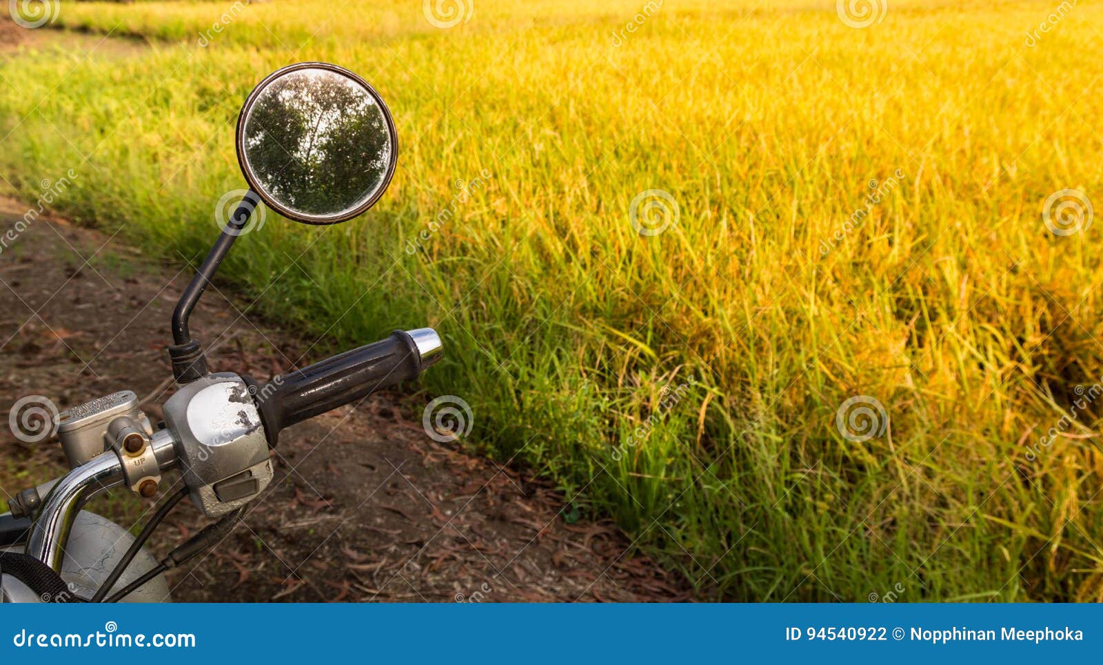 Motorcycles Parked beside the Golden Rice Field Stock Photo - Image of ...