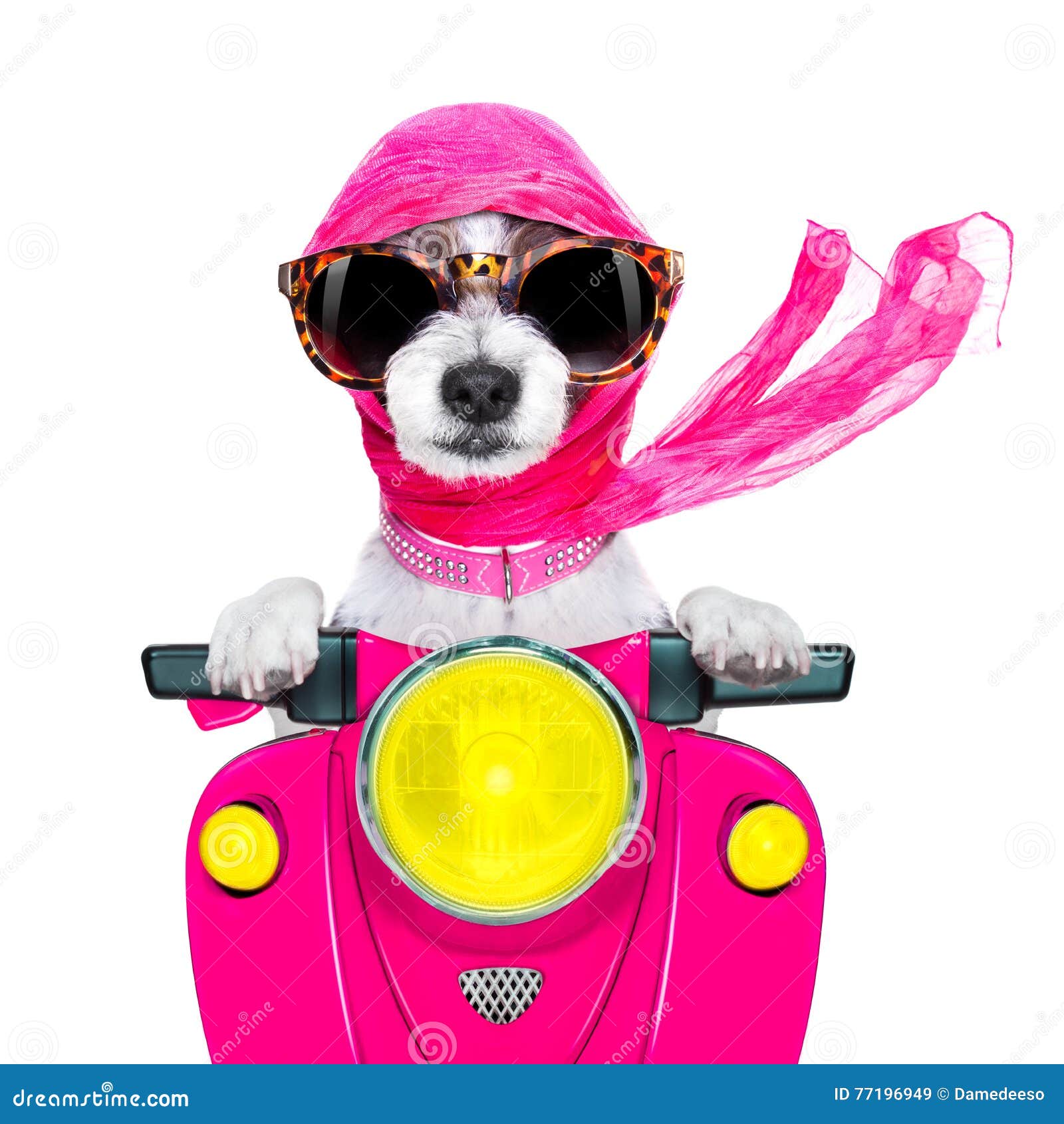 Motorfietsdiva Hond Op De Zomer Stock Afbeelding - Image of misdadig ...