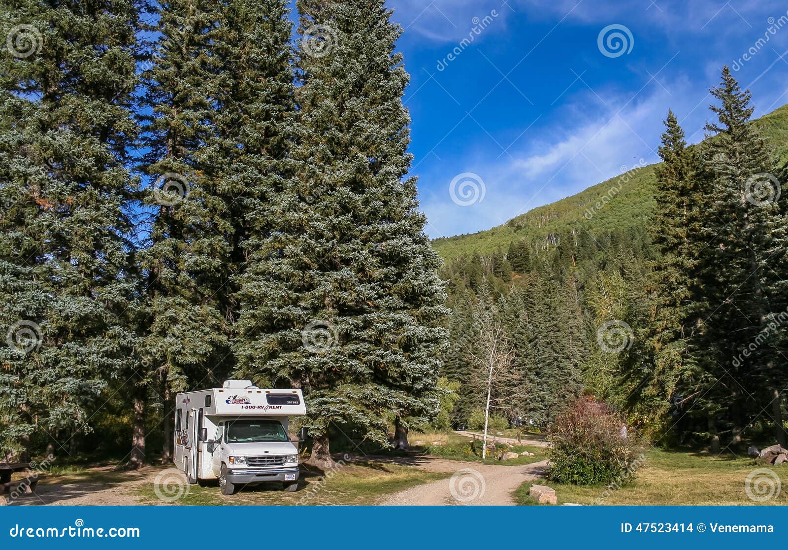National Forrest With Douglas Fir Trees. Stock Photo | CartoonDealer ...