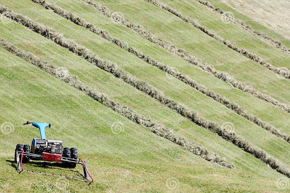 Motorised Mower and Rows of Cut Hay Windrow Stock Image - Image of ...