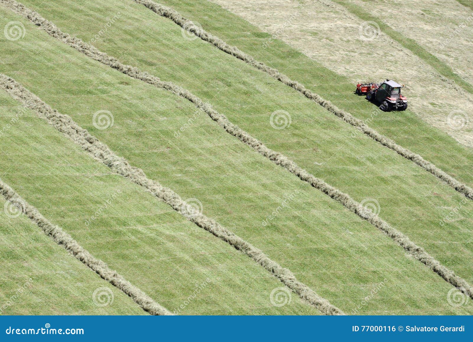 Motorised Mower and Rows of Cut Hay Windrow Stock Photo - Image of ...