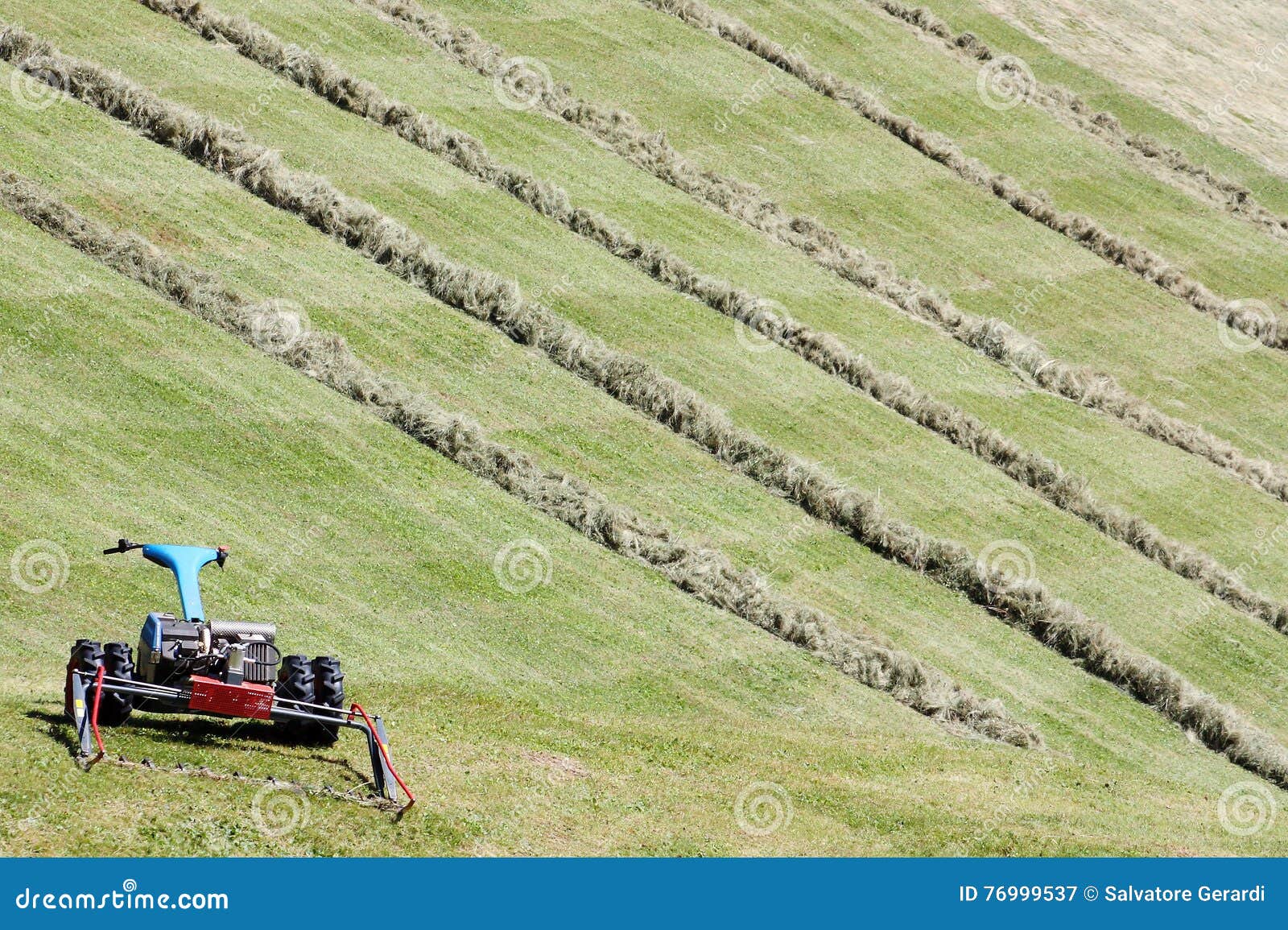Motorised Mower And Rows Of Cut Hay Windrow Royalty-Free Stock Image ...