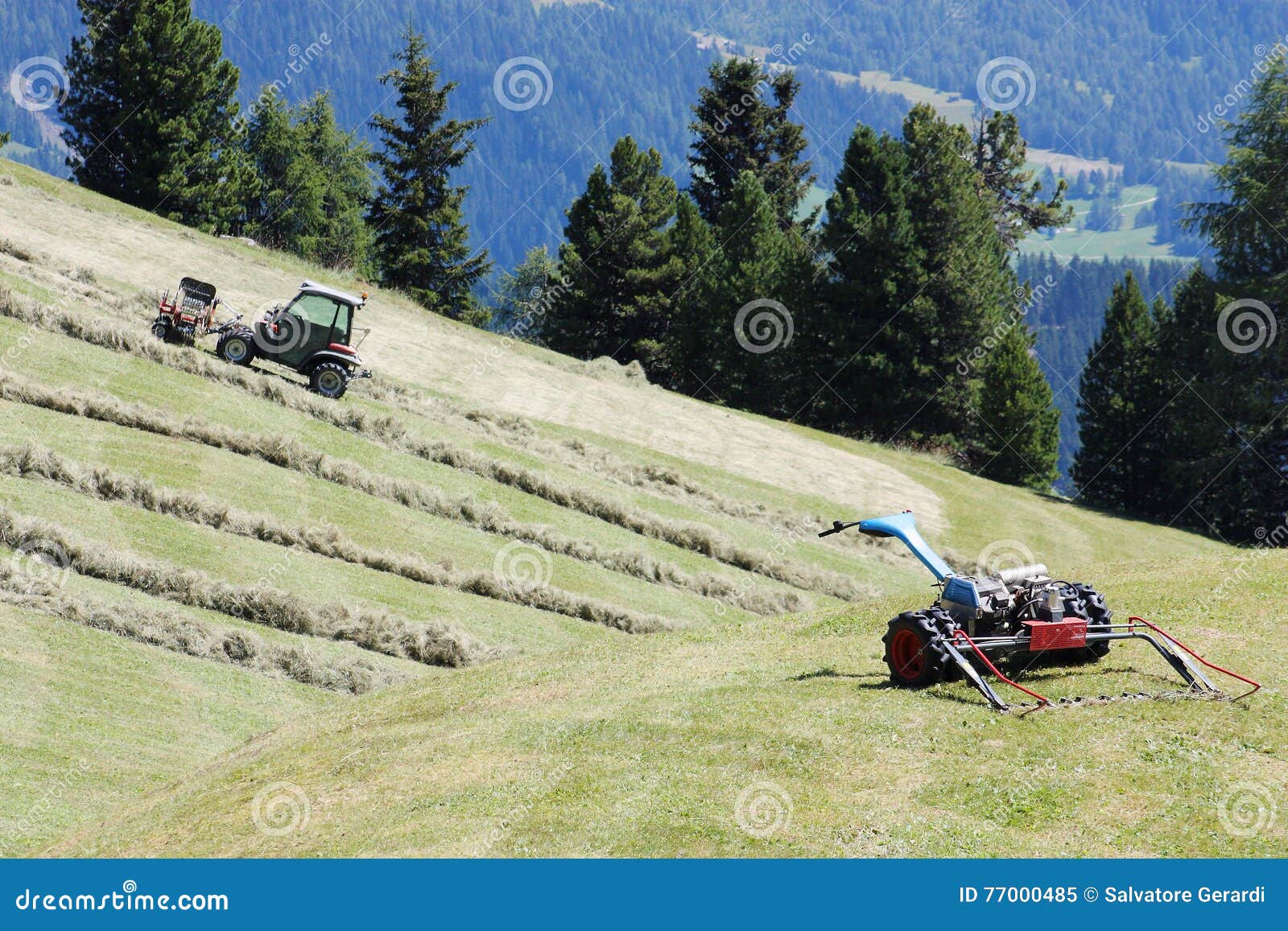 Motorised Mower, Swather and Rows of Cut Hay Windrow Stock Image ...