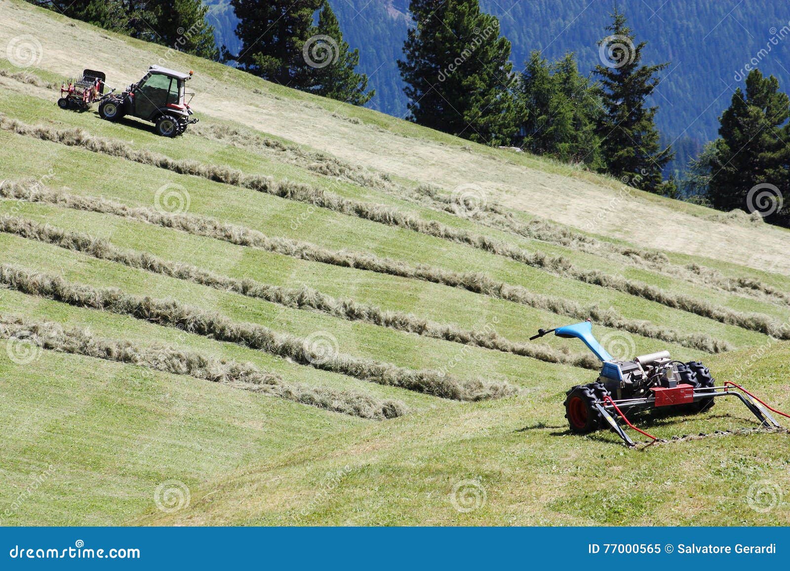 Motorised Mower, Swather and Rows of Cut Hay Windrow Stock Image ...