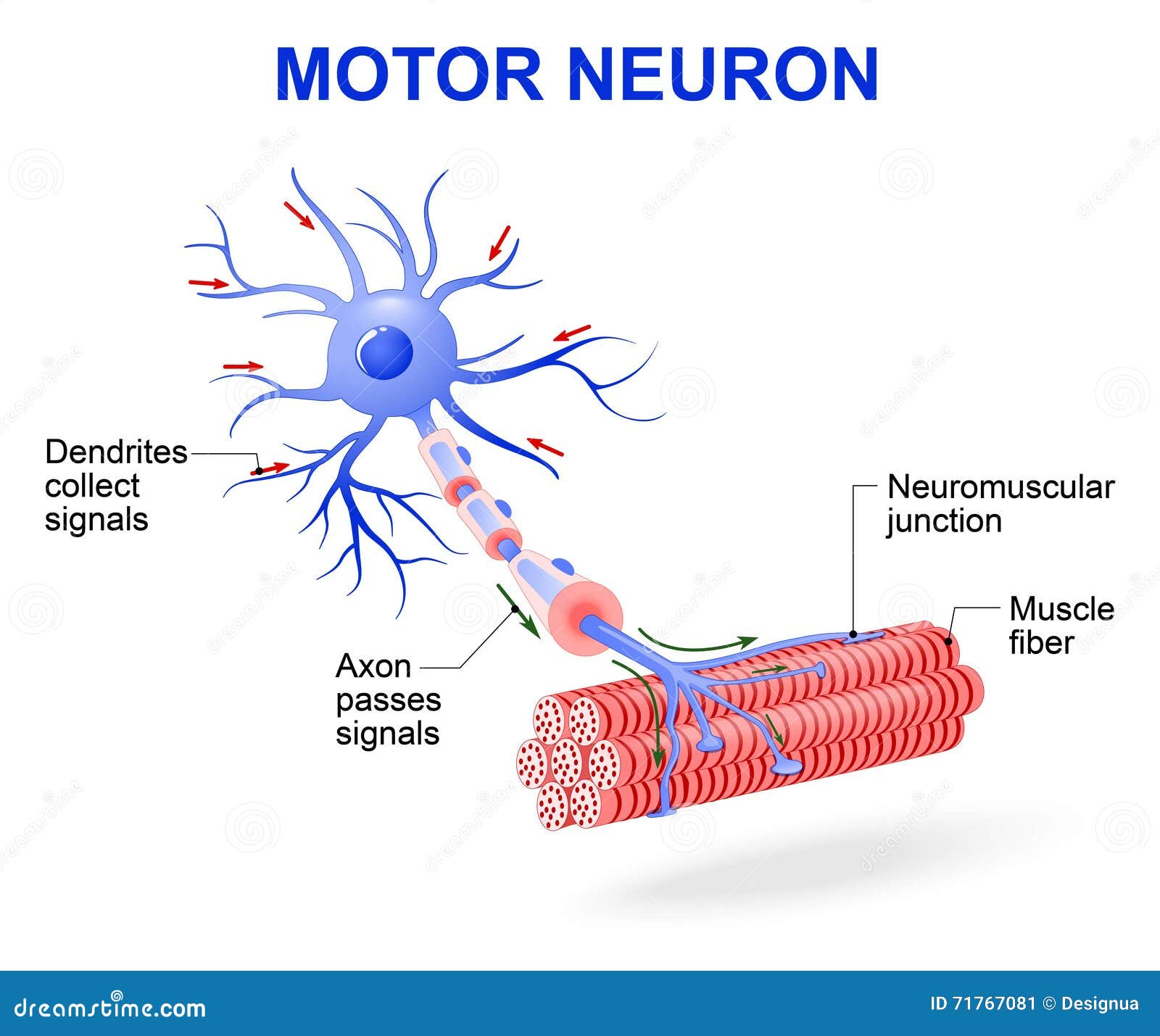 Motorneuron Stoomstijgingen Van Verwarmd Water Vector Illustratie ...