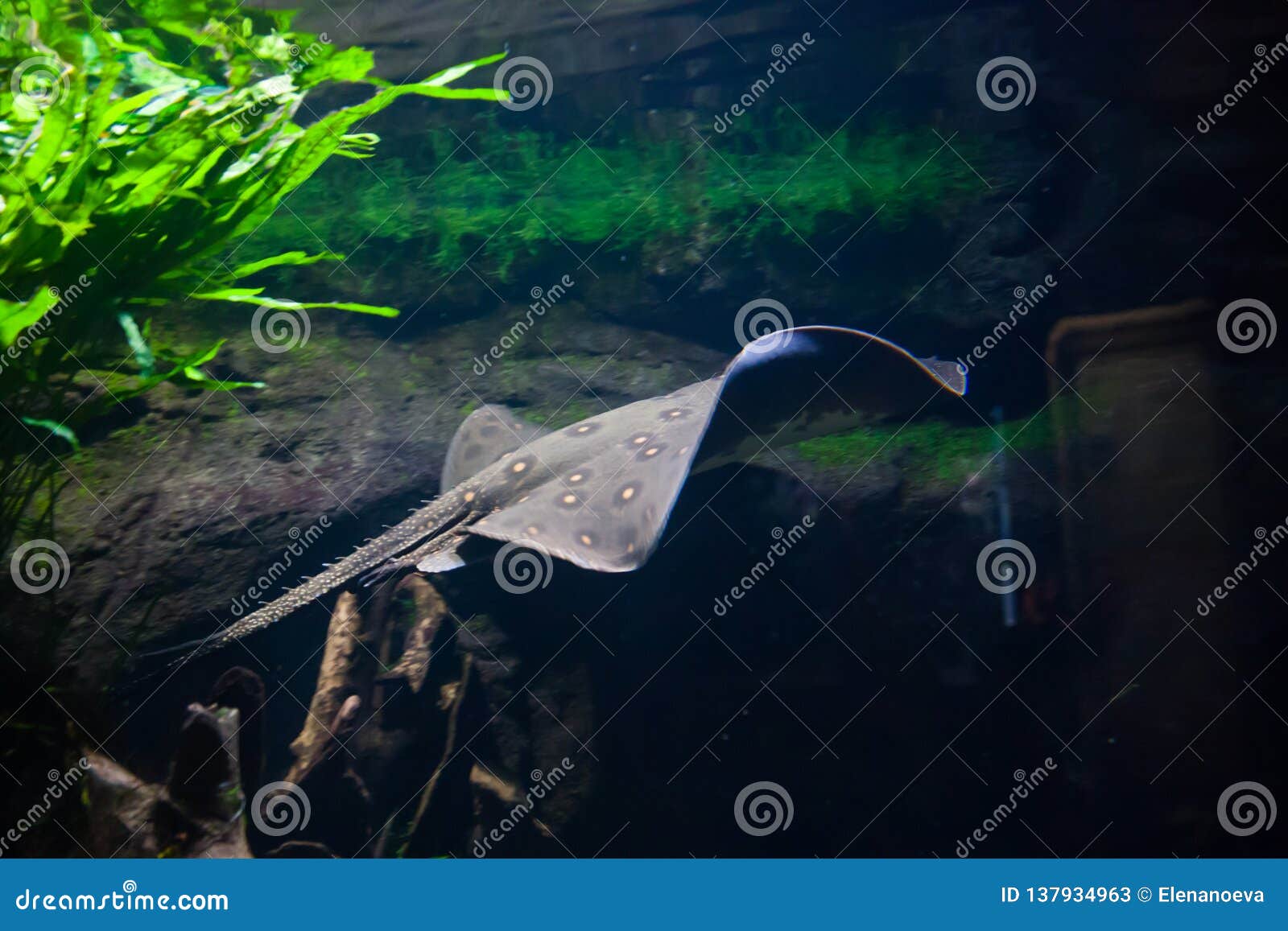 Motoro Stingray - Potamotrygon Motoro, in an Aquarium Stock Image ...