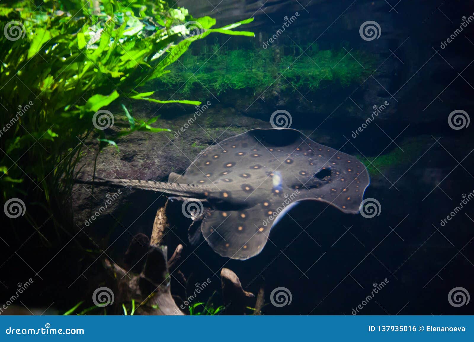 Motoro Stingray - Potamotrygon Motoro, In An Aquarium Royalty-Free ...