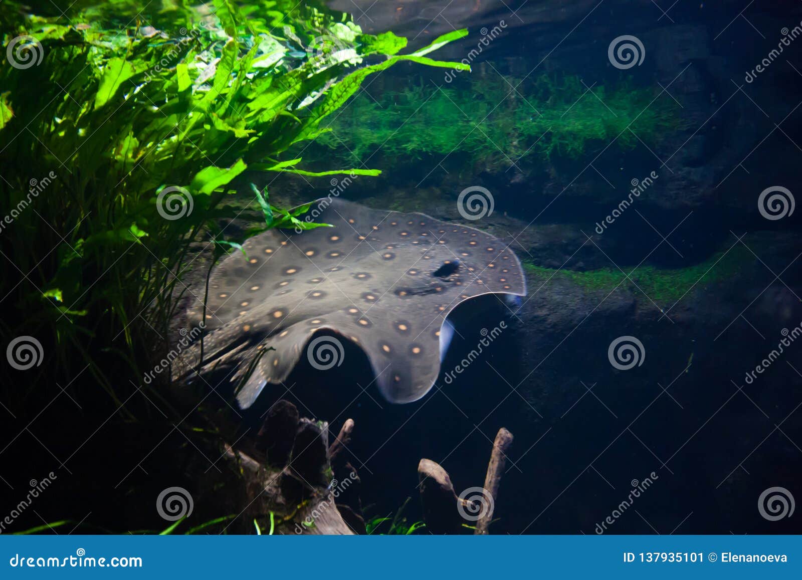 Motoro Stingray - Potamotrygon Motoro, in an Aquarium Stock Image ...