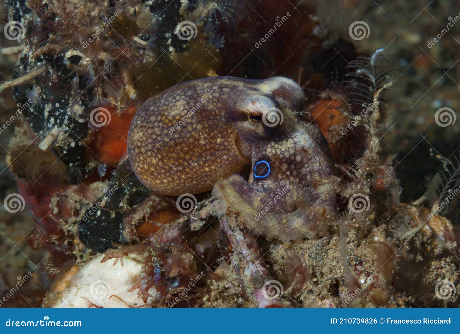 Mototi Octopus Octopus Mototi Stock Photo - Image of anilao ...