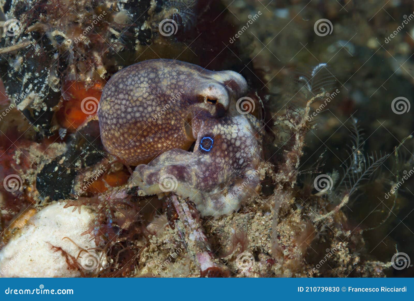 Mototi Octopus Octopus Mototi Stock Photo - Image of cephalopod, marine ...