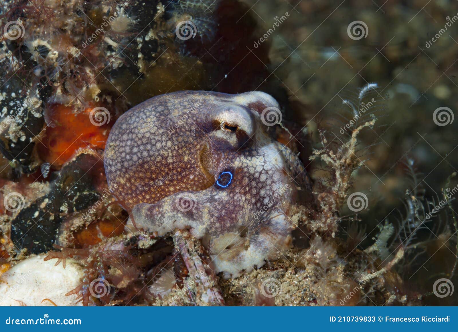 Mototi Octopus Octopus Mototi Stock Image - Image of cephalopod ...