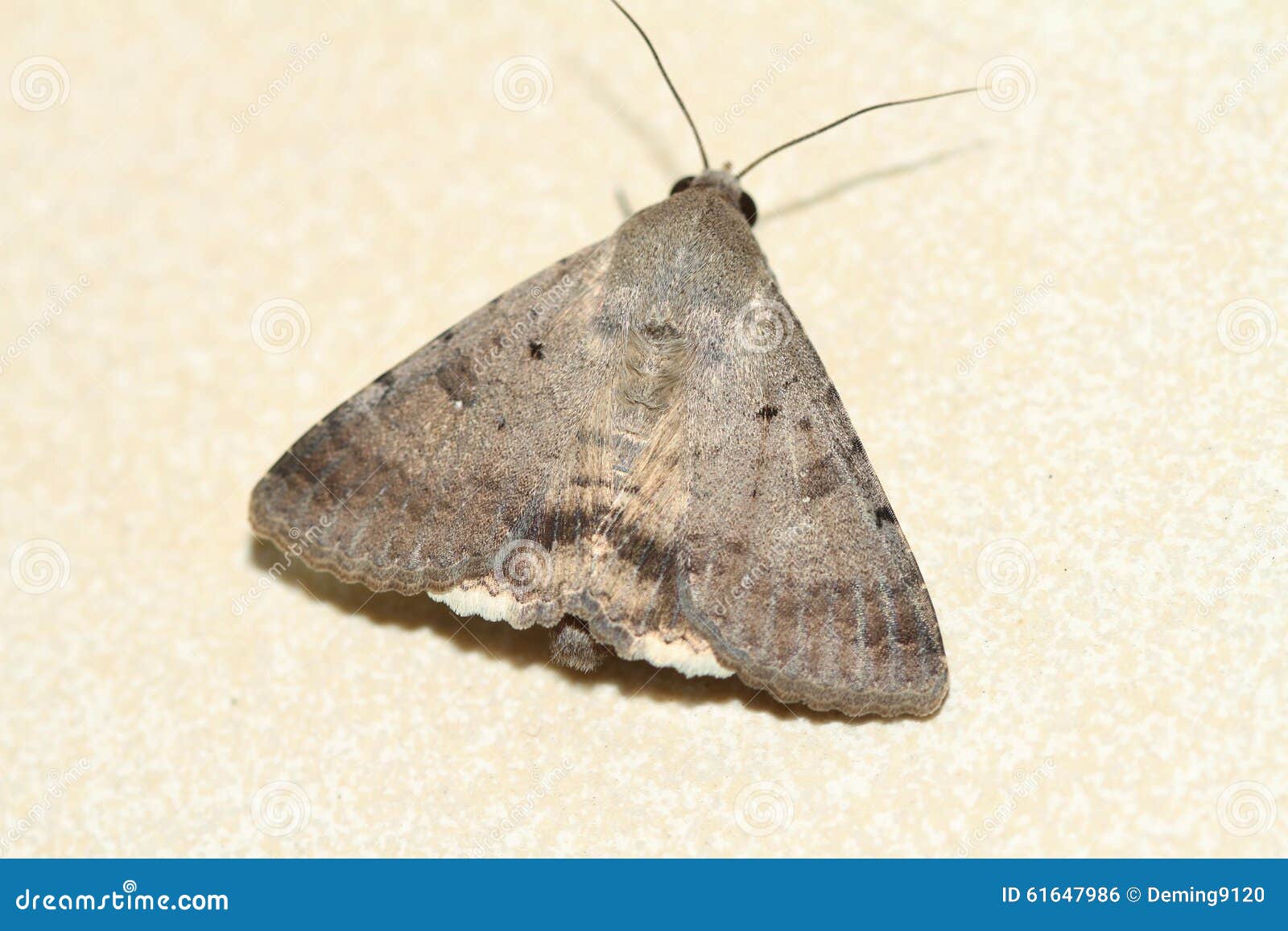 Motte Archivbilder - Abgabe des Download-37,633 geben Fotos frei