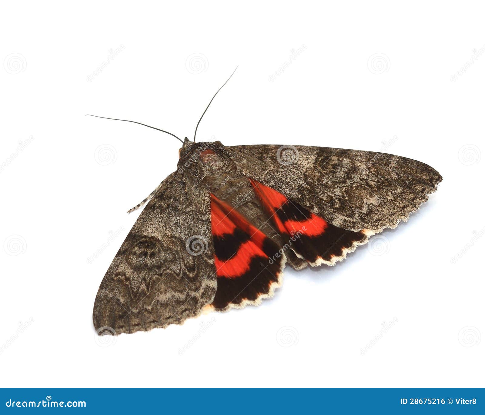 Motte - Rotes Underwing (Catocala Nupta) Stockfoto - Bild von braun ...