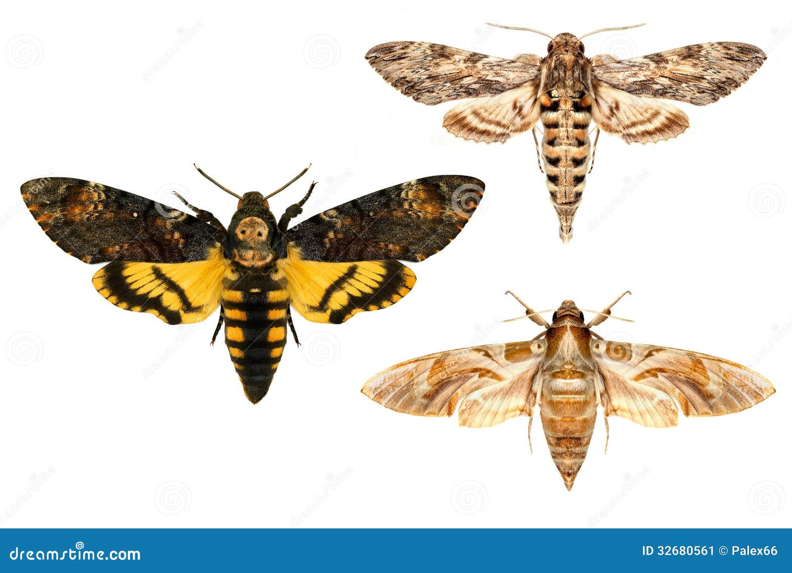 Motten stockbild. Bild von zerbrechlich, schön, basisrecheneinheit ...