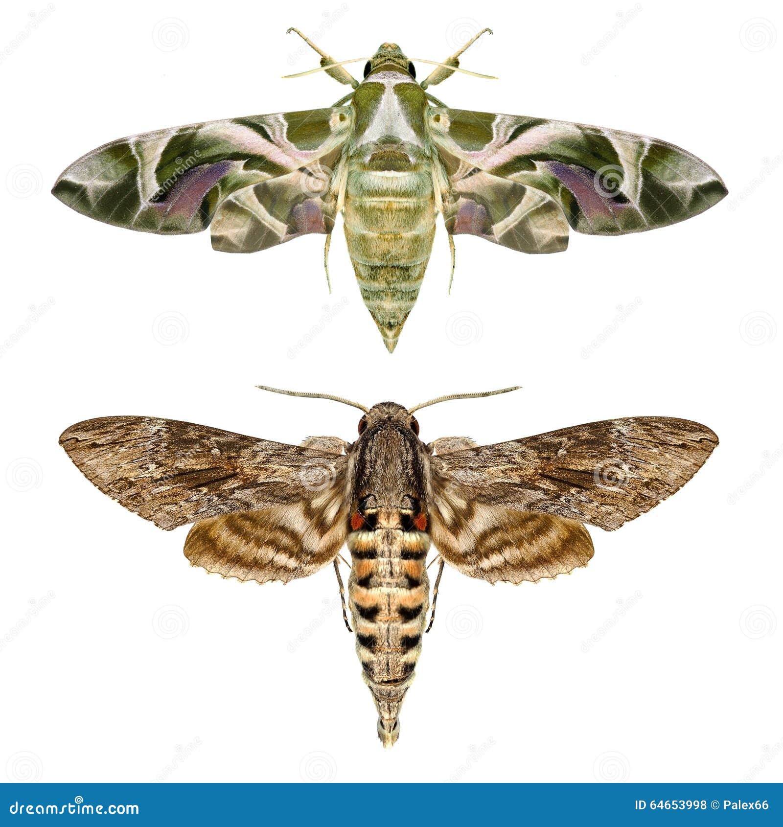 Motten stock foto. Image of oleander, europa, fauna, vliegen - 64653998